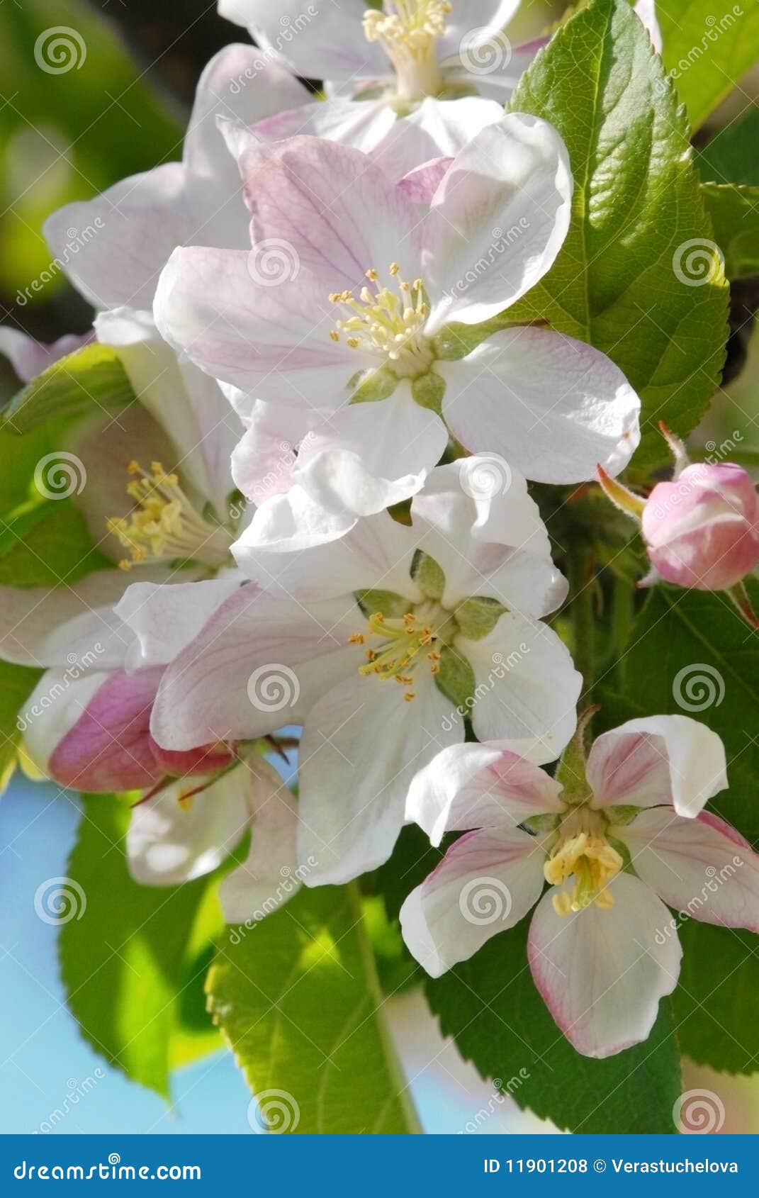 Fiori di melo fotografia stock. Immagine di particolare - 11901208