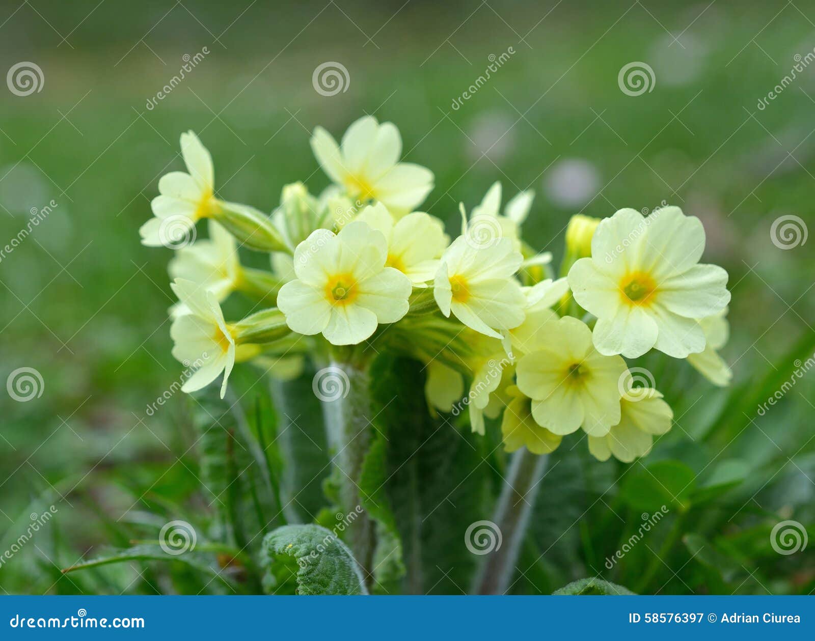 Fiori Di Primavera Odorosa (veris Della Primula) Immagine Stock ...