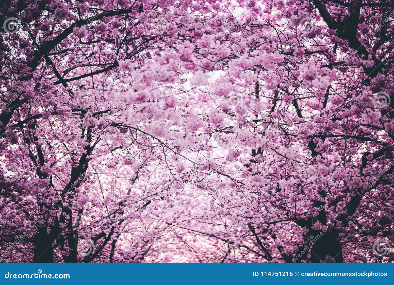 Fiori Di Rosa Sugli Alberi Immagine. Immagine: 114751216