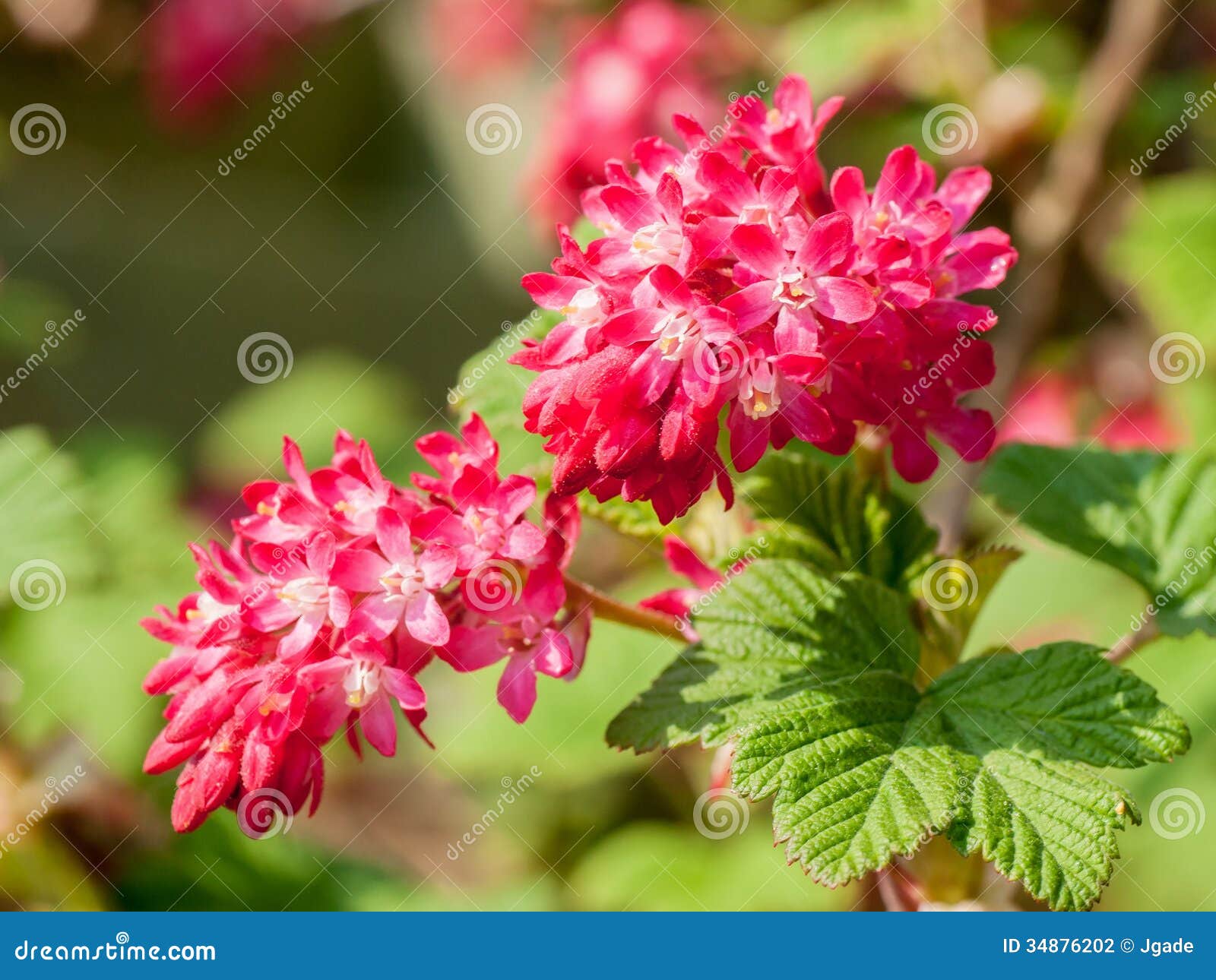 Fiori Di Sanguineum Del Ribes Fotografia Stock - Immagine di ...