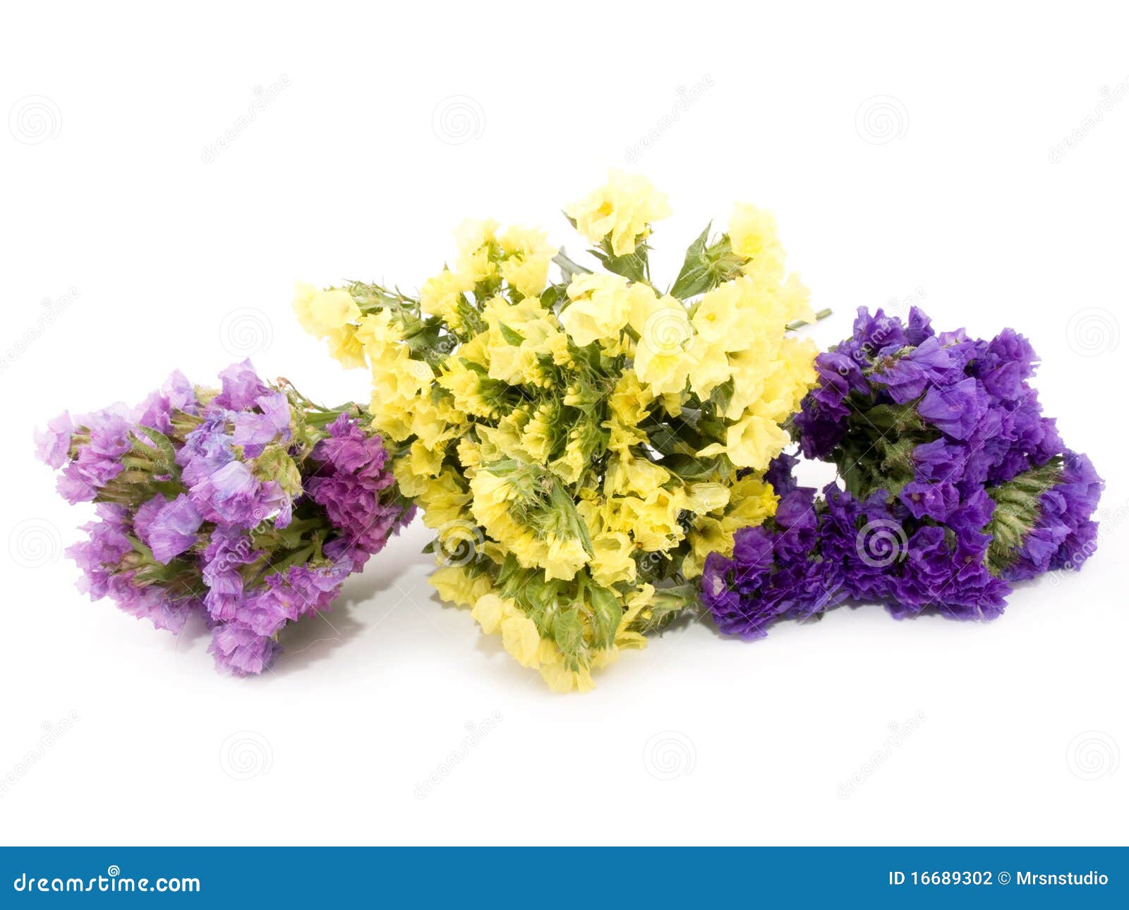 Fiori Di Statice - Limonium Sinuatum Fotografia Stock - Immagine di ...