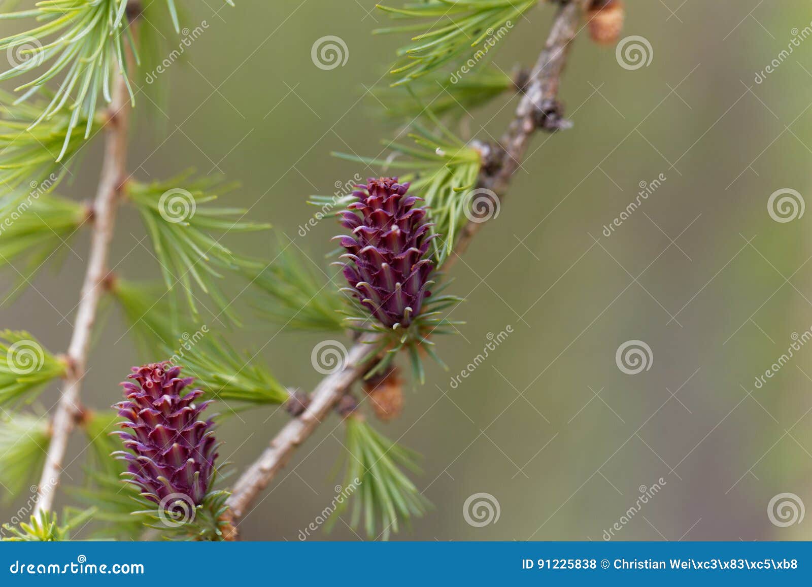 Fiori di un larice europeo fotografia stock. Immagine di bellezza ...