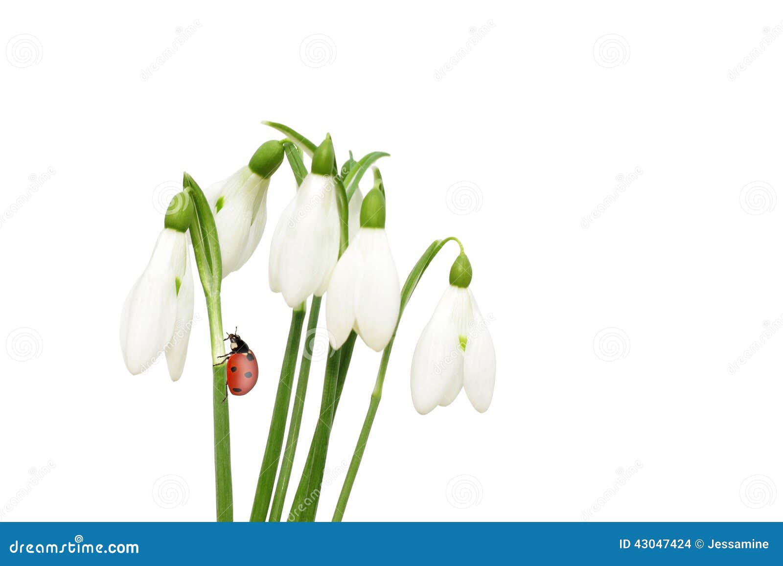 Fiori E Coccinella Della Molla Di Bucaneve Fotografia Stock - Immagine ...