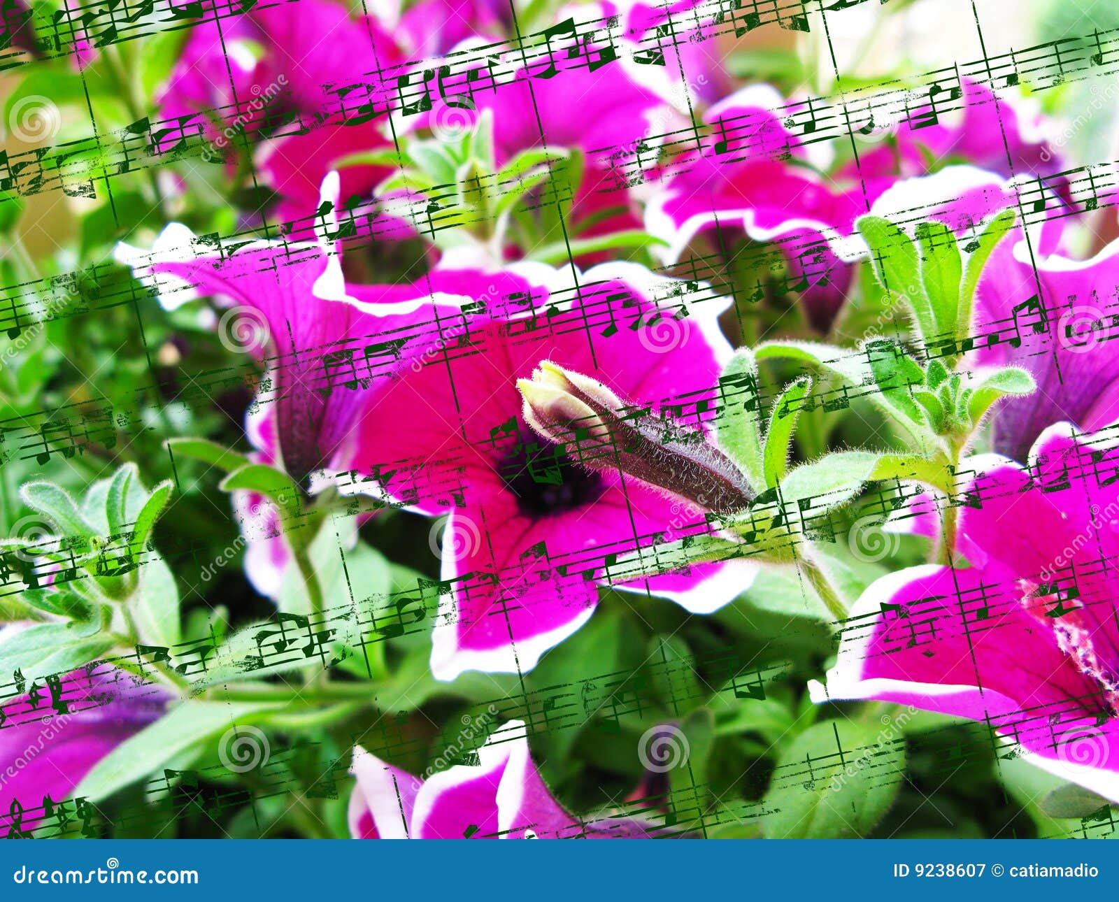 Fiori e note immagine stock. Immagine di fresco, fiore - 9238607