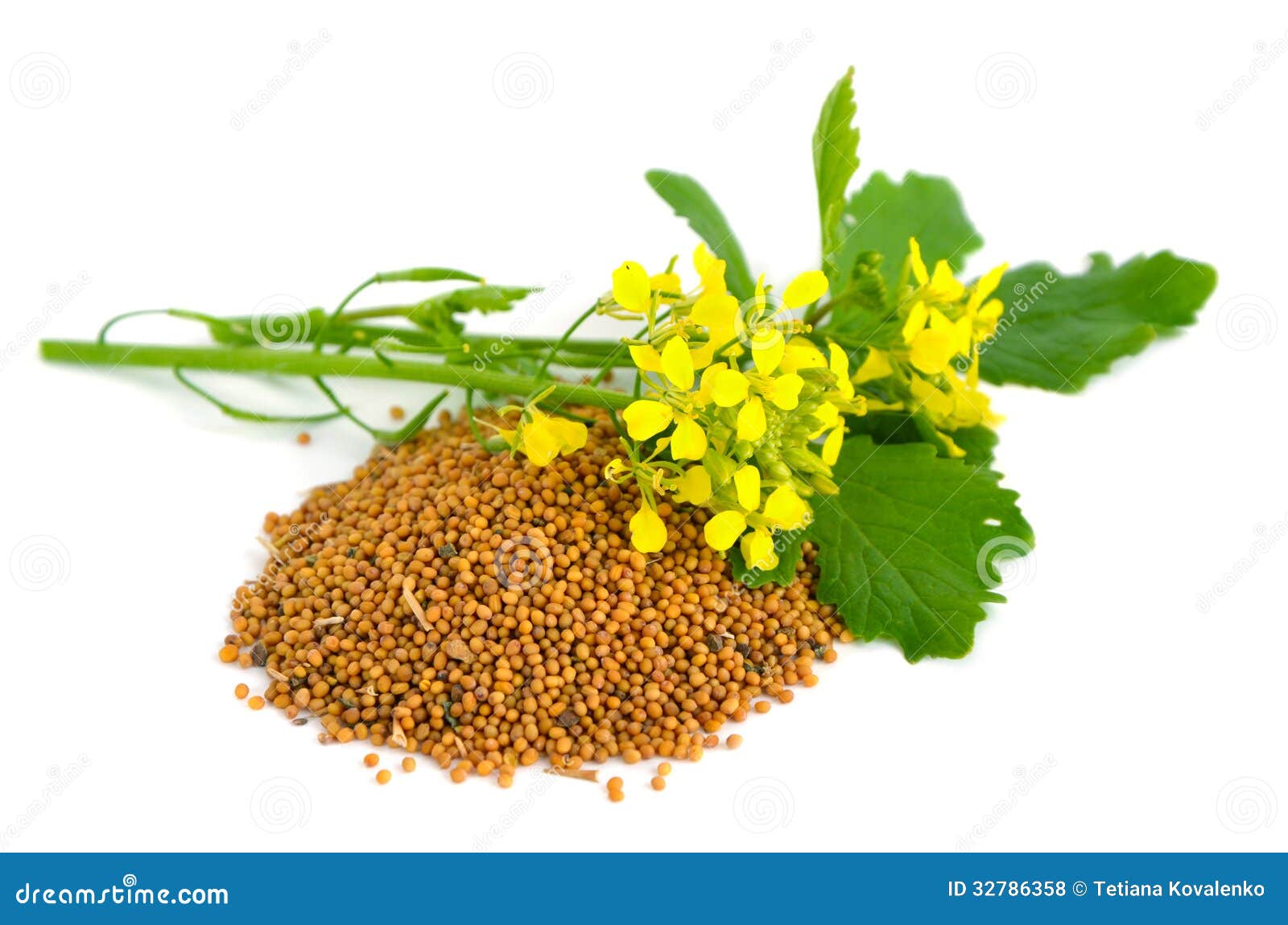 Fiori e seme della senape. fotografia stock. Immagine di luminoso ...