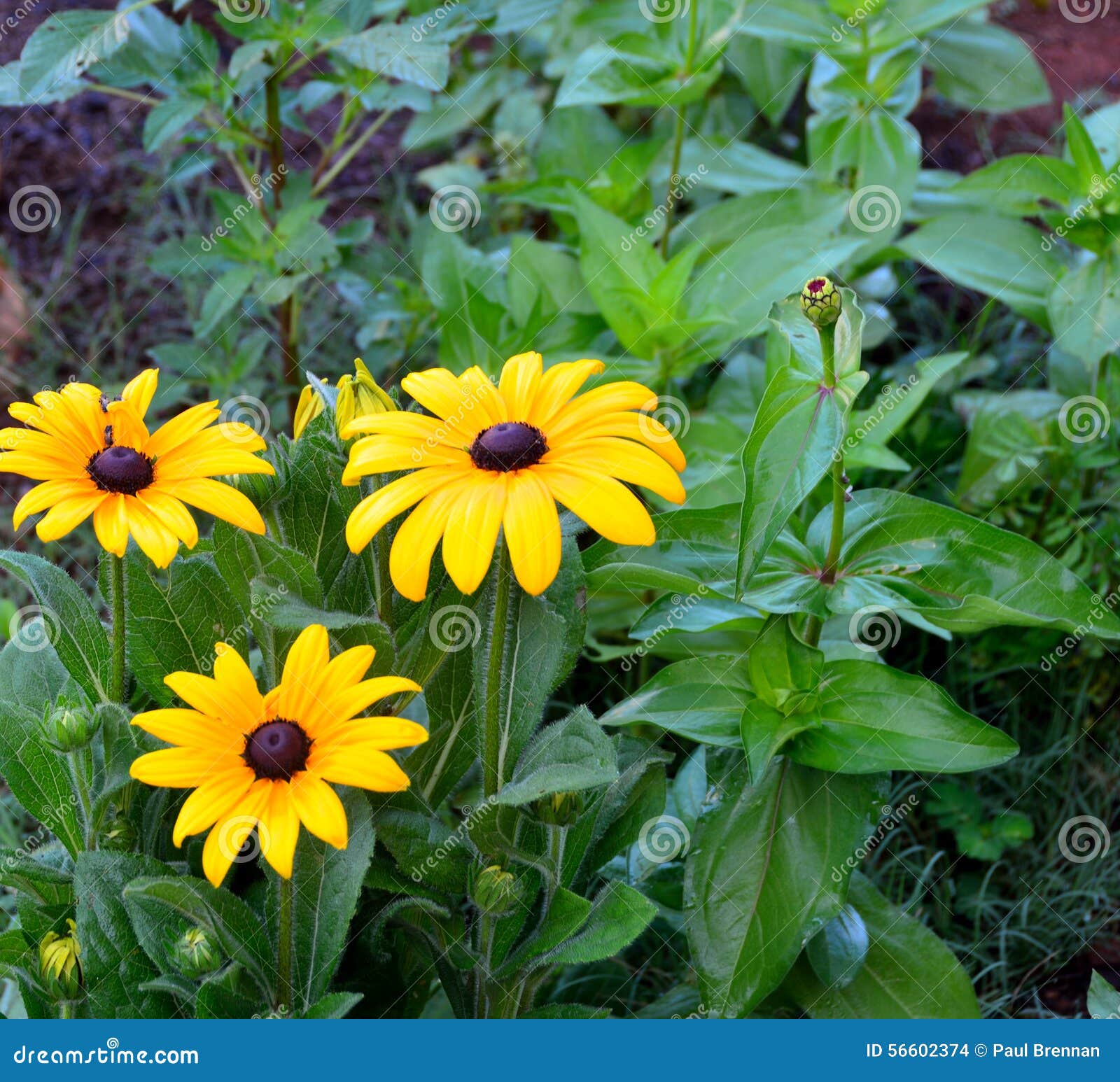 Fiori gialli fotografia stock. Immagine di campo, offerta - 56602374
