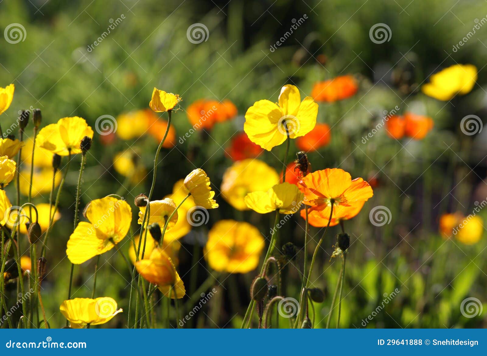 Fiori gialli del papavero fotografia stock. Immagine di bellezza - 29641888