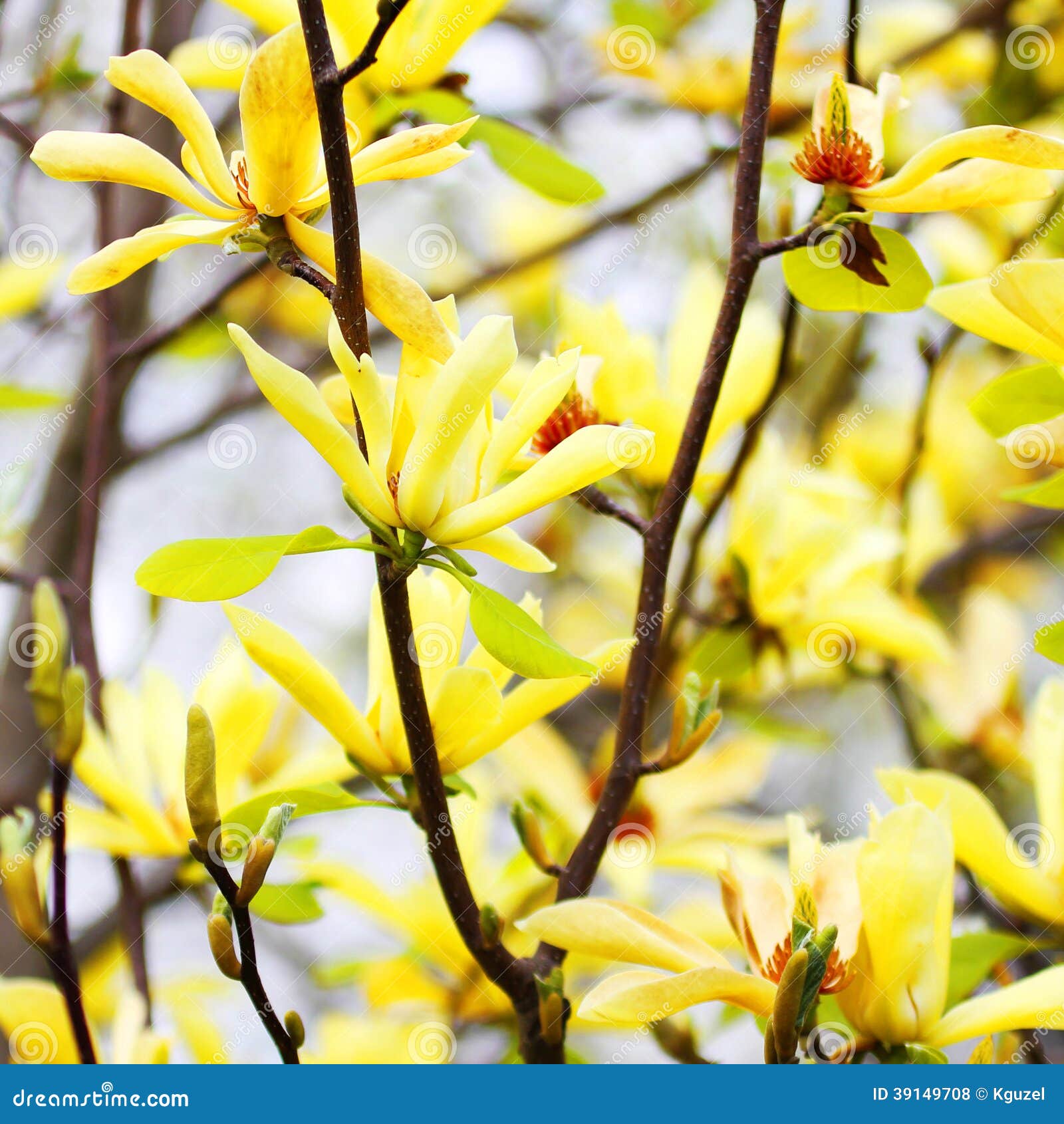 Fiori Gialli Dell'albero Della Magnolia Fotografia Stock - Immagine di ...