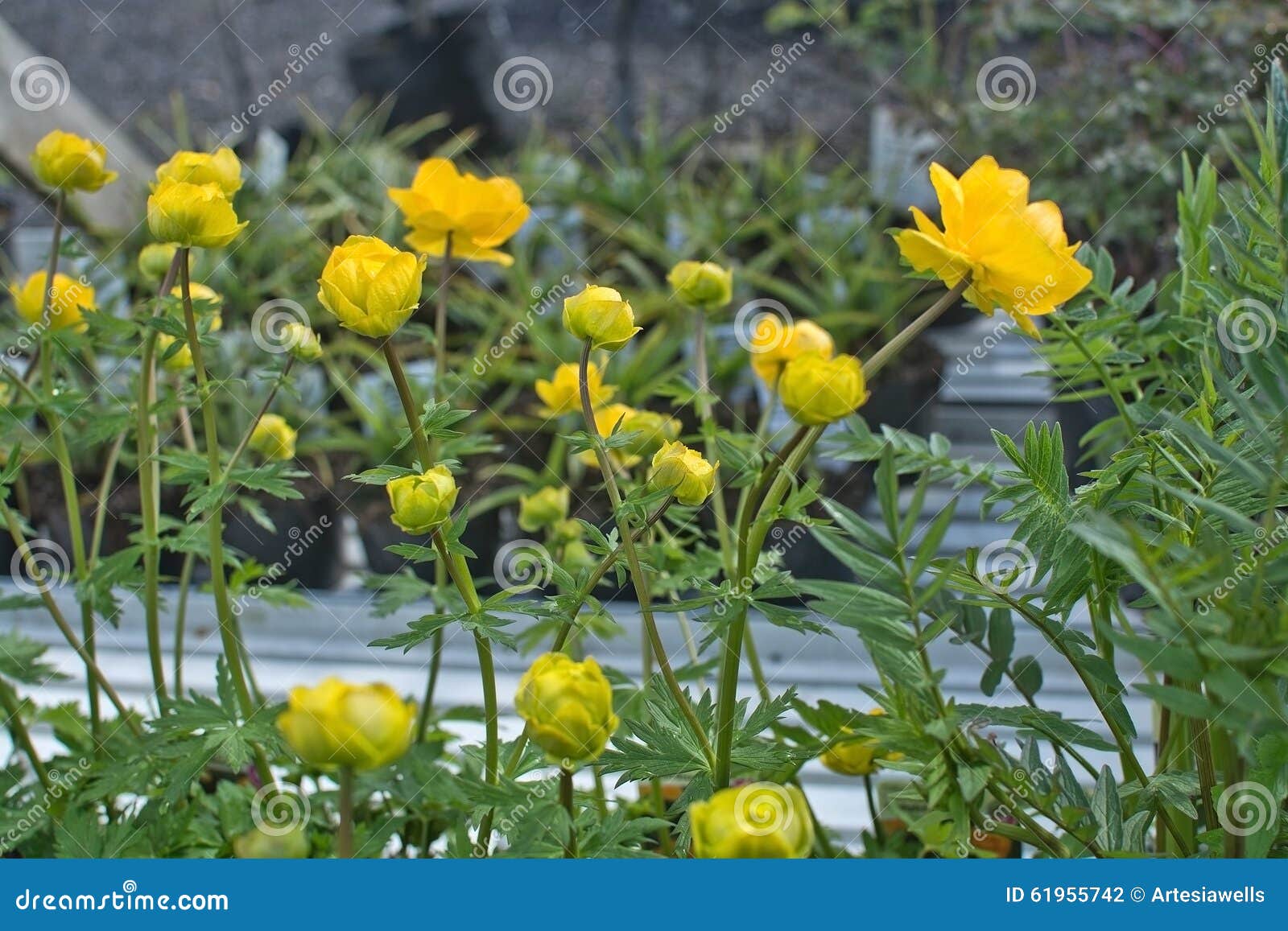 Fiori Gialli Della Palla Del Burro Fotografia Stock - Immagine di ...