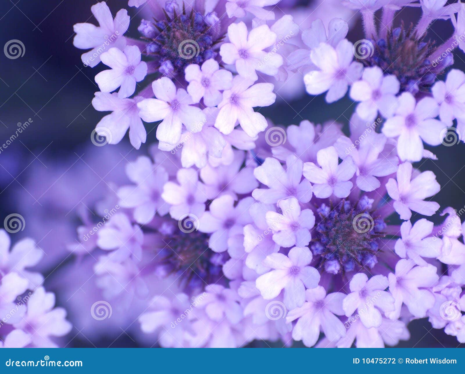 Fiori lilla fotografia stock. Immagine di petali, teste - 10475272