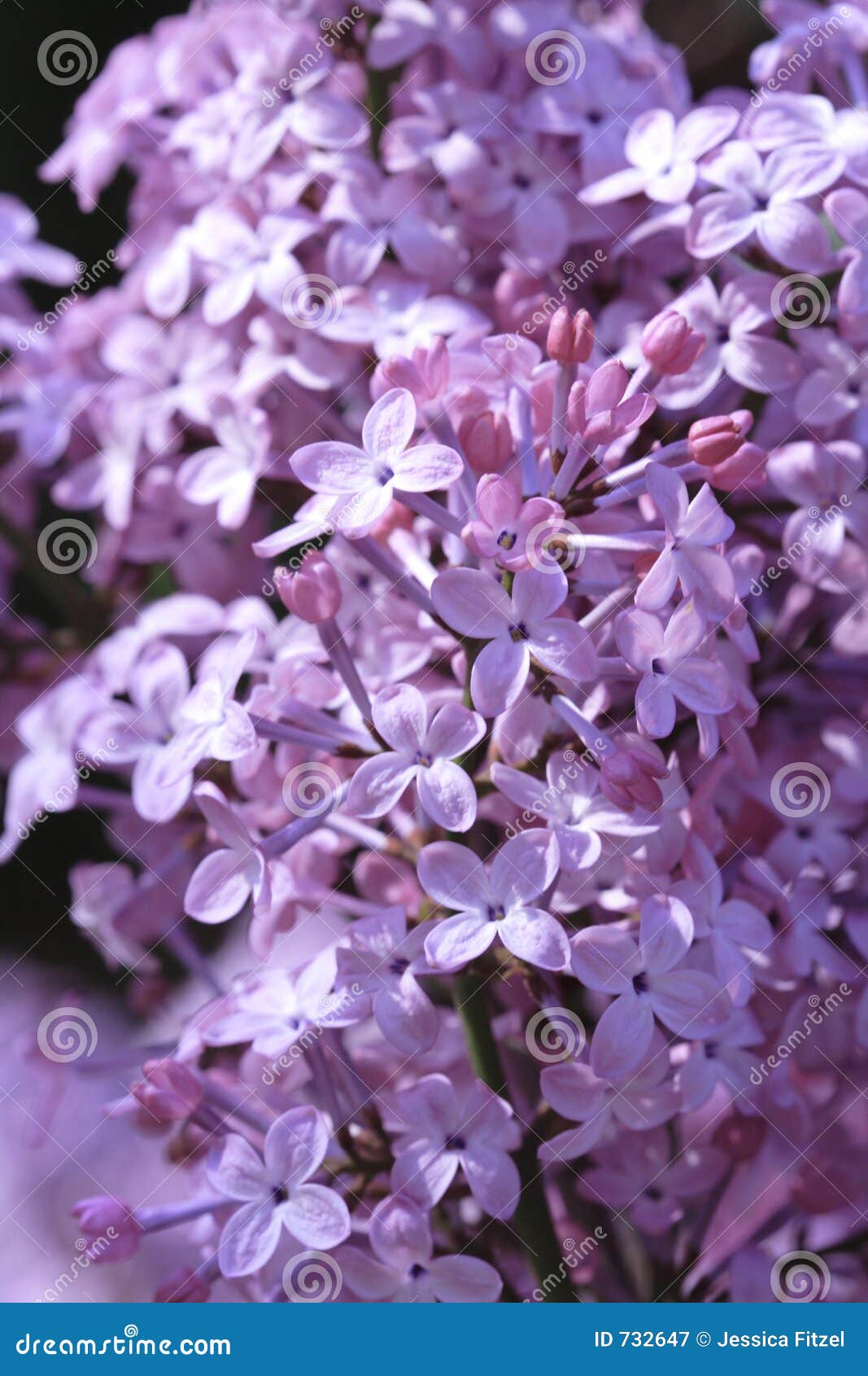 Fiori lilla immagine stock. Immagine di estate, stagione - 732647