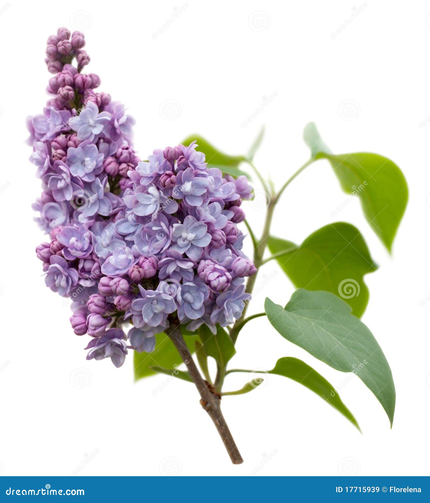 Fiori Lilla Viola Isolati Su Bianco Immagine Stock - Immagine di molla ...