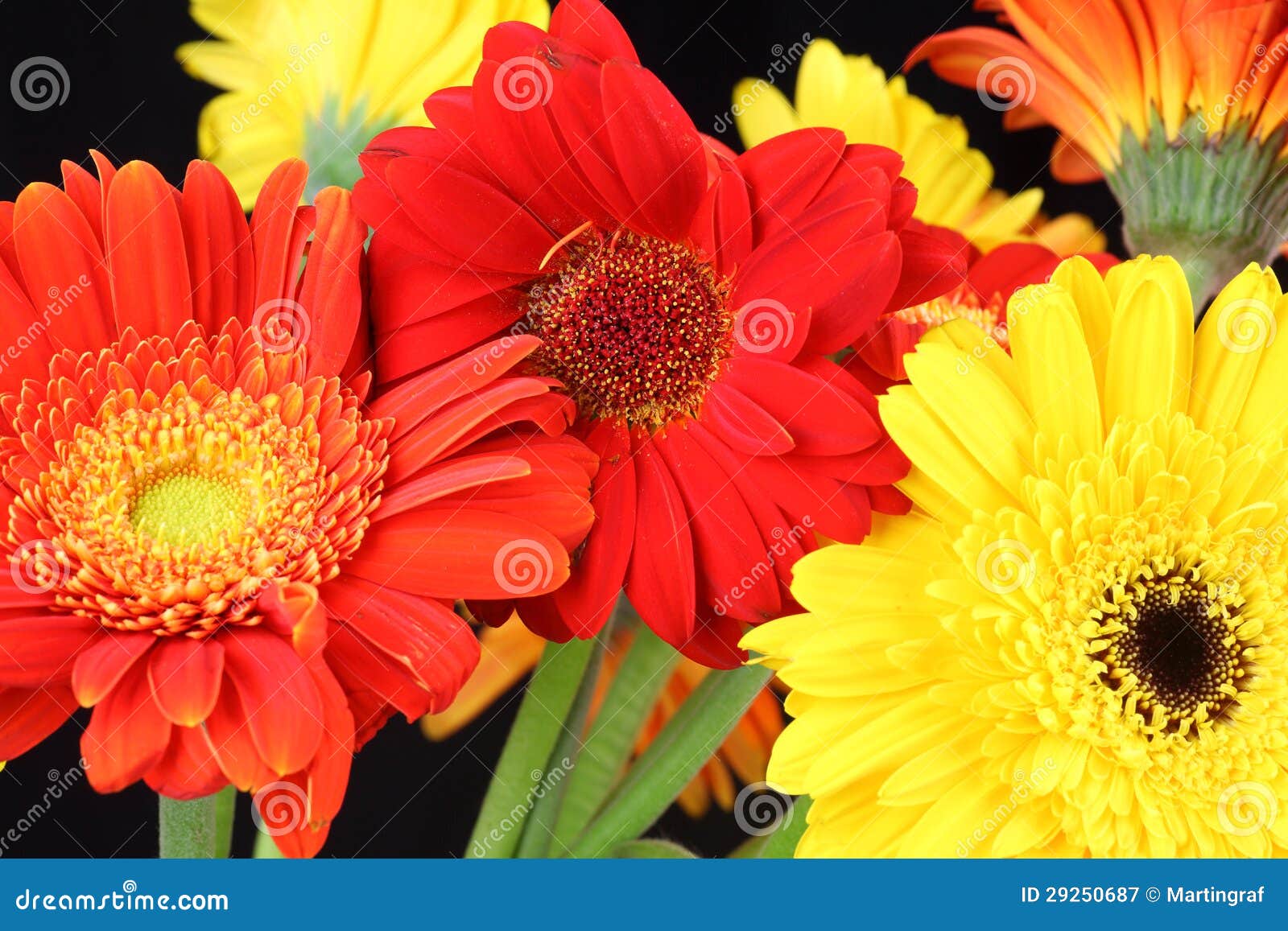 Fiori Luminosi Della Gerbera Immagine Stock - Immagine di particolare ...