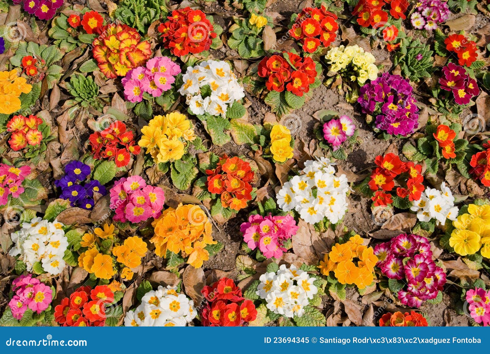 Fiori multicolori immagine stock. Immagine di barcellona - 23694345