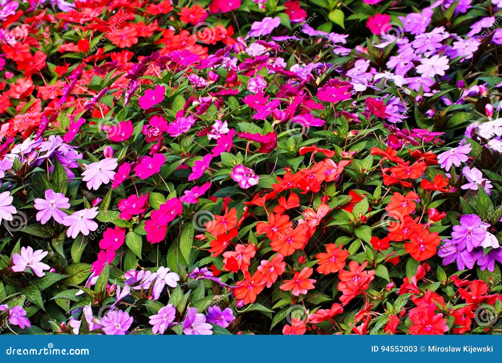 Fiori Multicolori, Aiola Come Fondo Immagine Stock - Immagine di piante ...