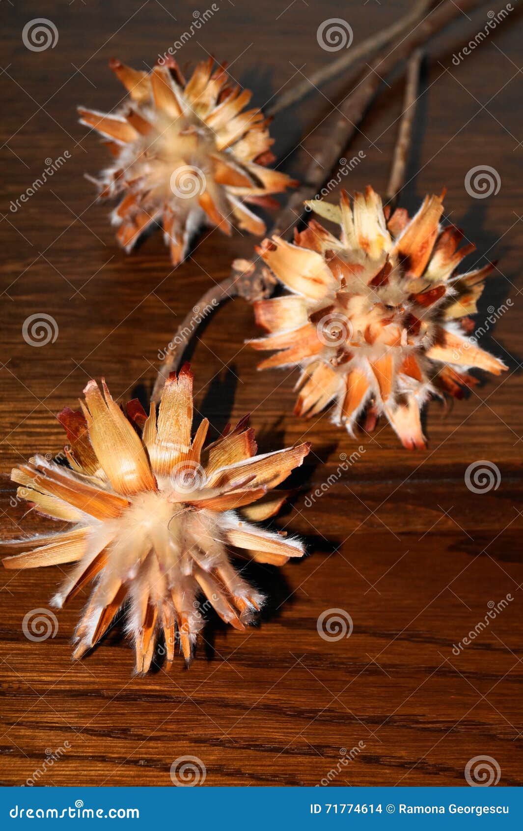 Fiori Ornamentali Dal Cardo Selvatico Fotografia Stock - Immagine di ...