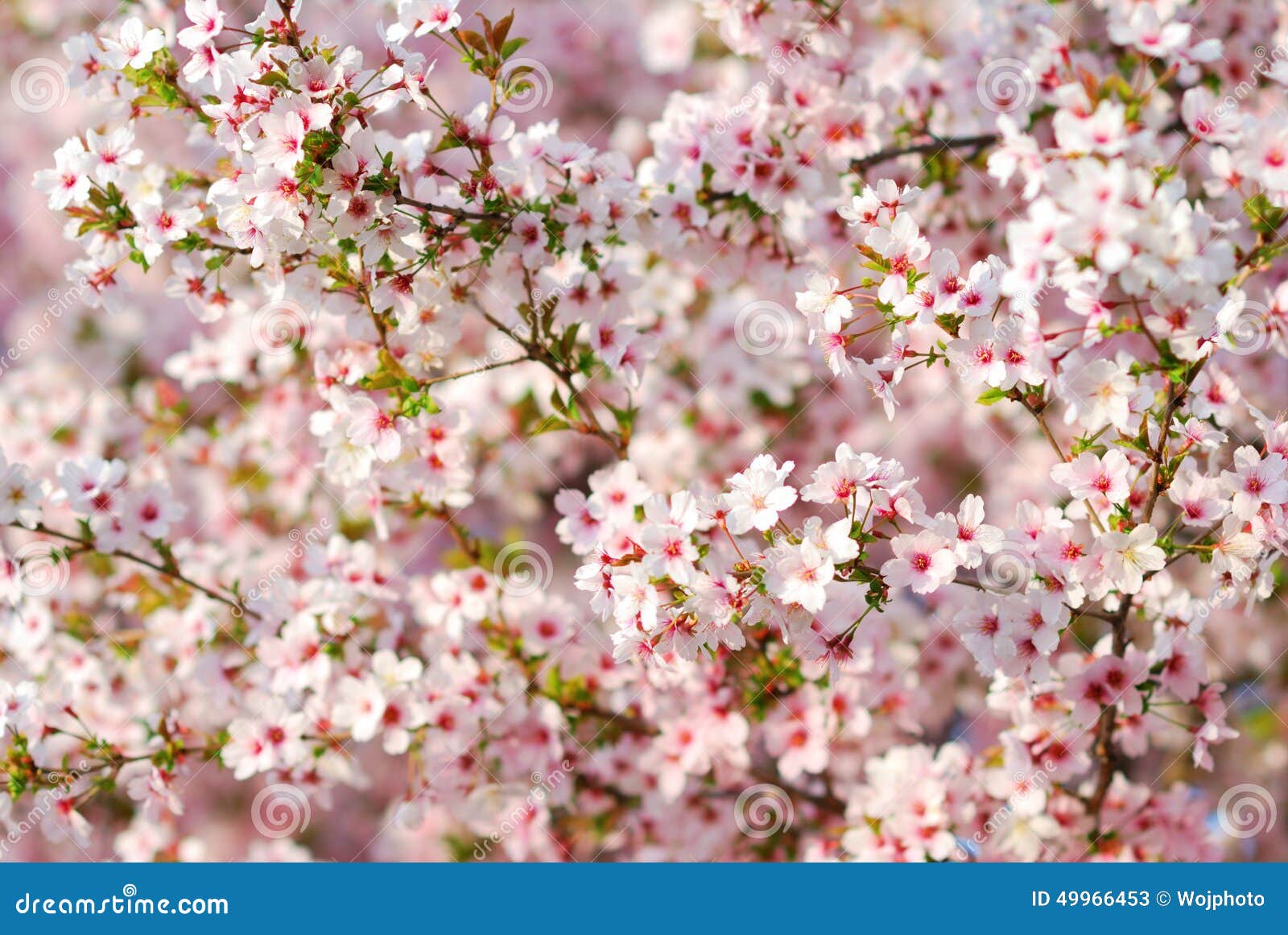 Fiori Rosa Del Ciliegio in Primavera Immagine Stock - Immagine di ...