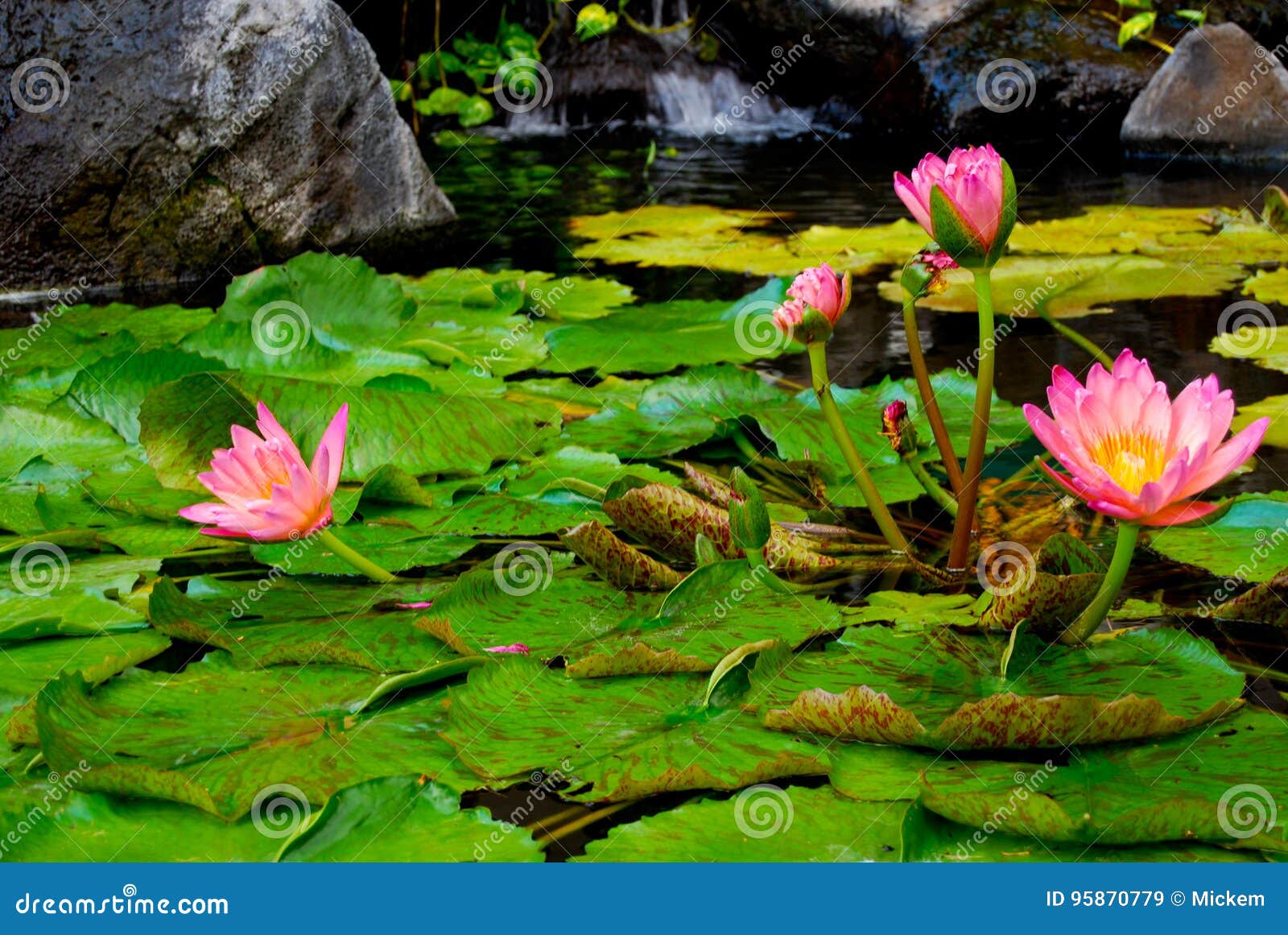 Fiori rosa della ninfea immagine stock. Immagine di nessuno - 95870779