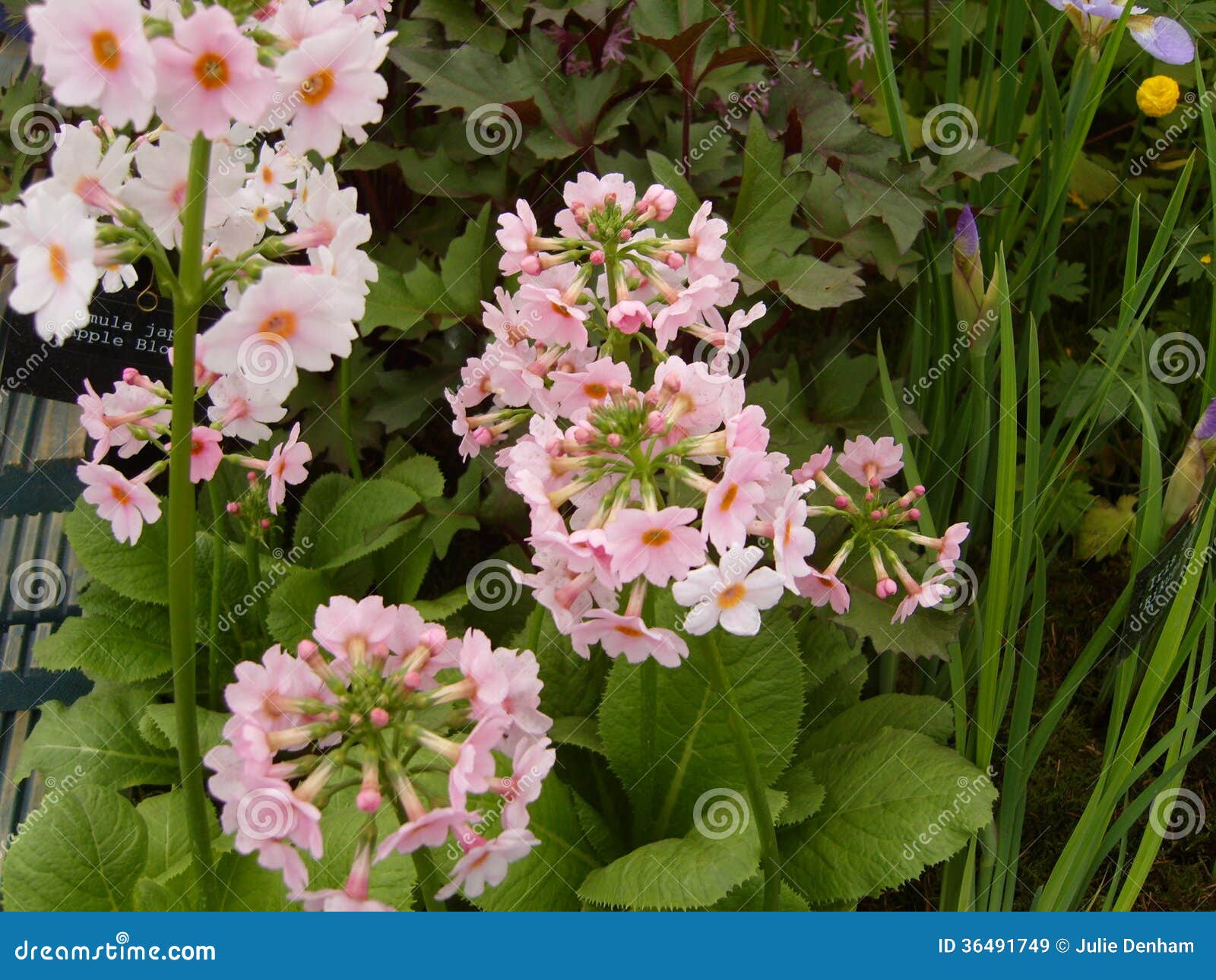 Fiori rosa della primula immagine stock. Immagine di fogli - 36491749