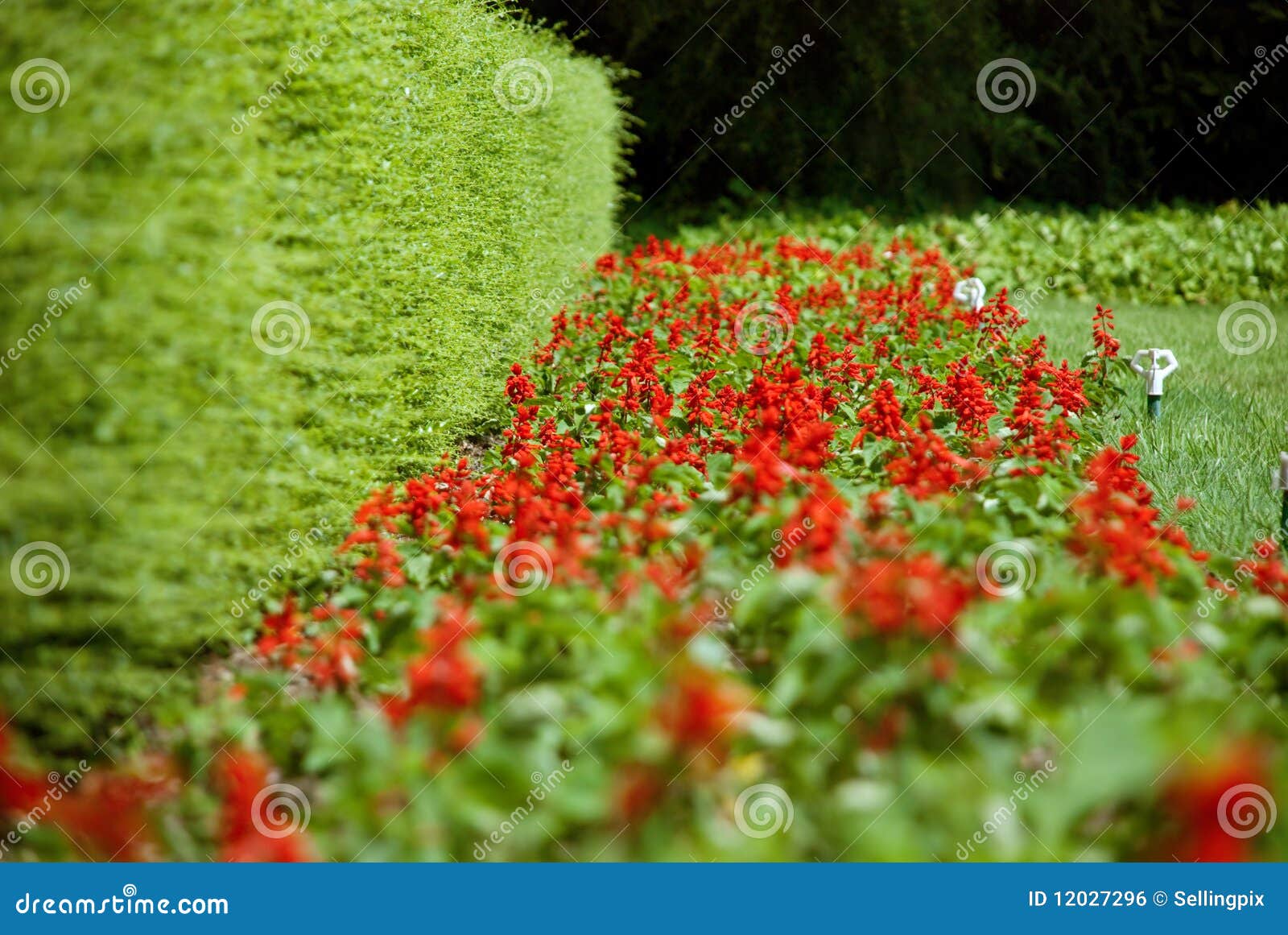 Fiori rossi fotografia stock. Immagine di floreale, cartolina - 12027296