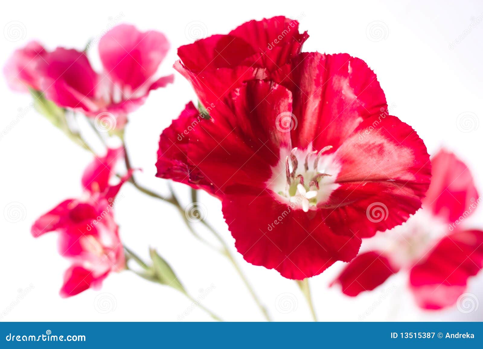 Fiori rossi immagine stock. Immagine di rosso, giorno - 13515387