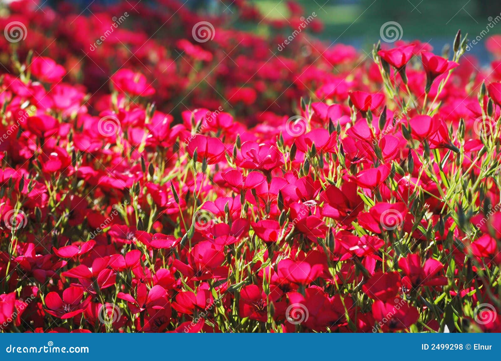 Fiori rossi fotografia stock. Immagine di fiori, nave - 2499298