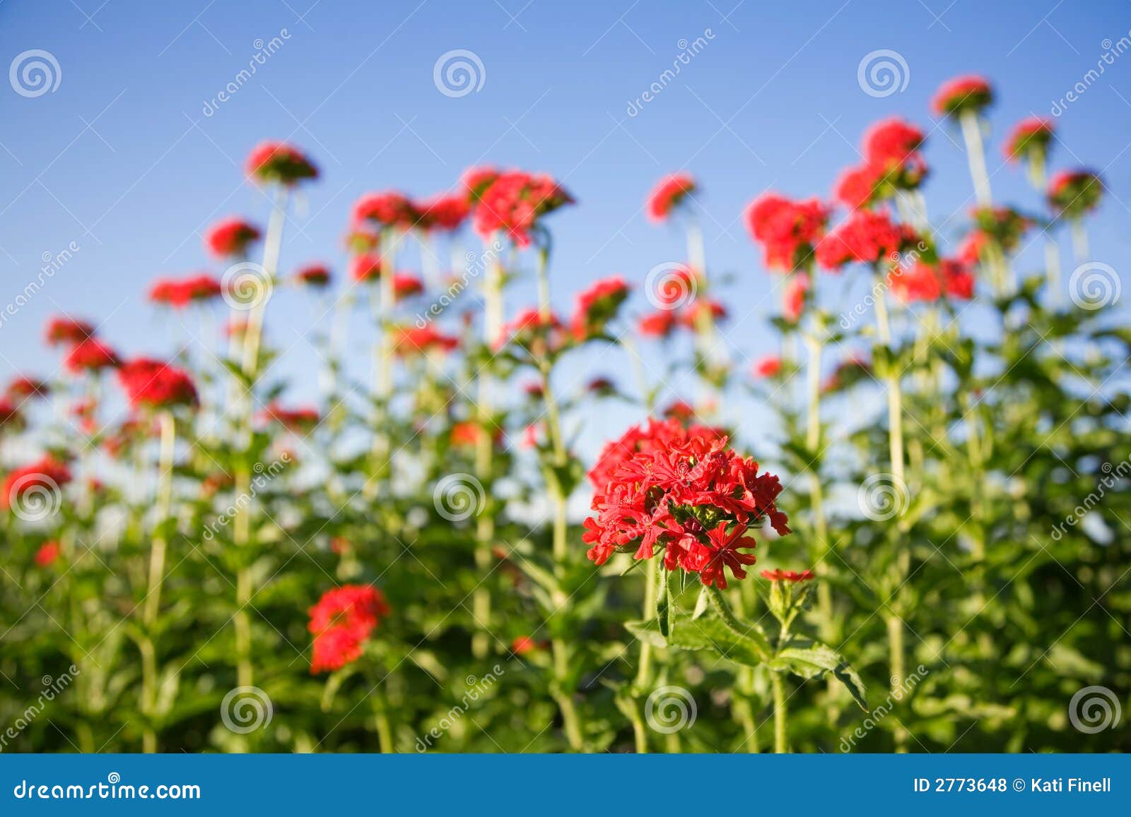 Fiori rossi fotografia stock. Immagine di flora, parco - 2773648