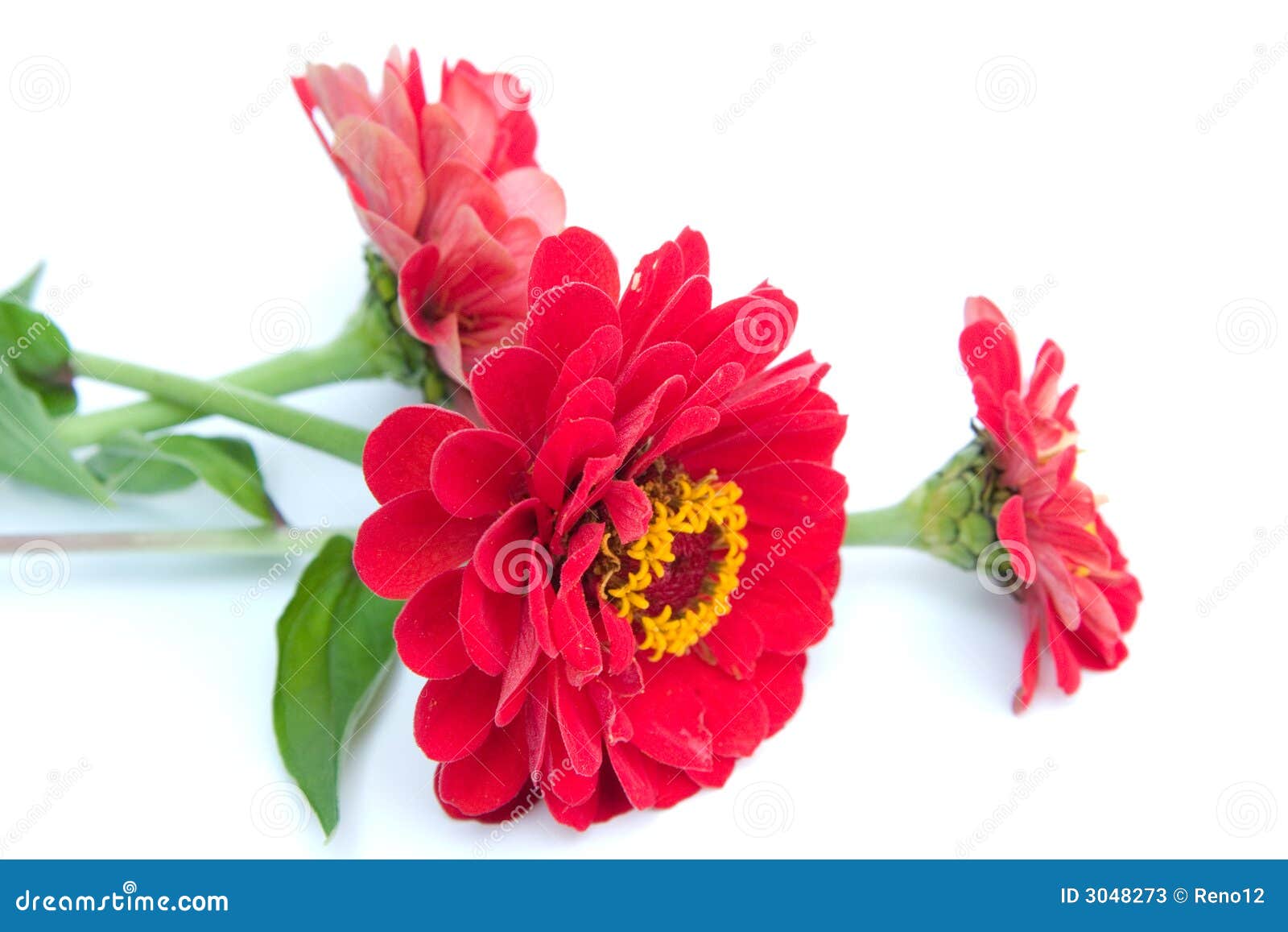 Fiori rossi immagine stock. Immagine di fioritura, margherite - 3048273