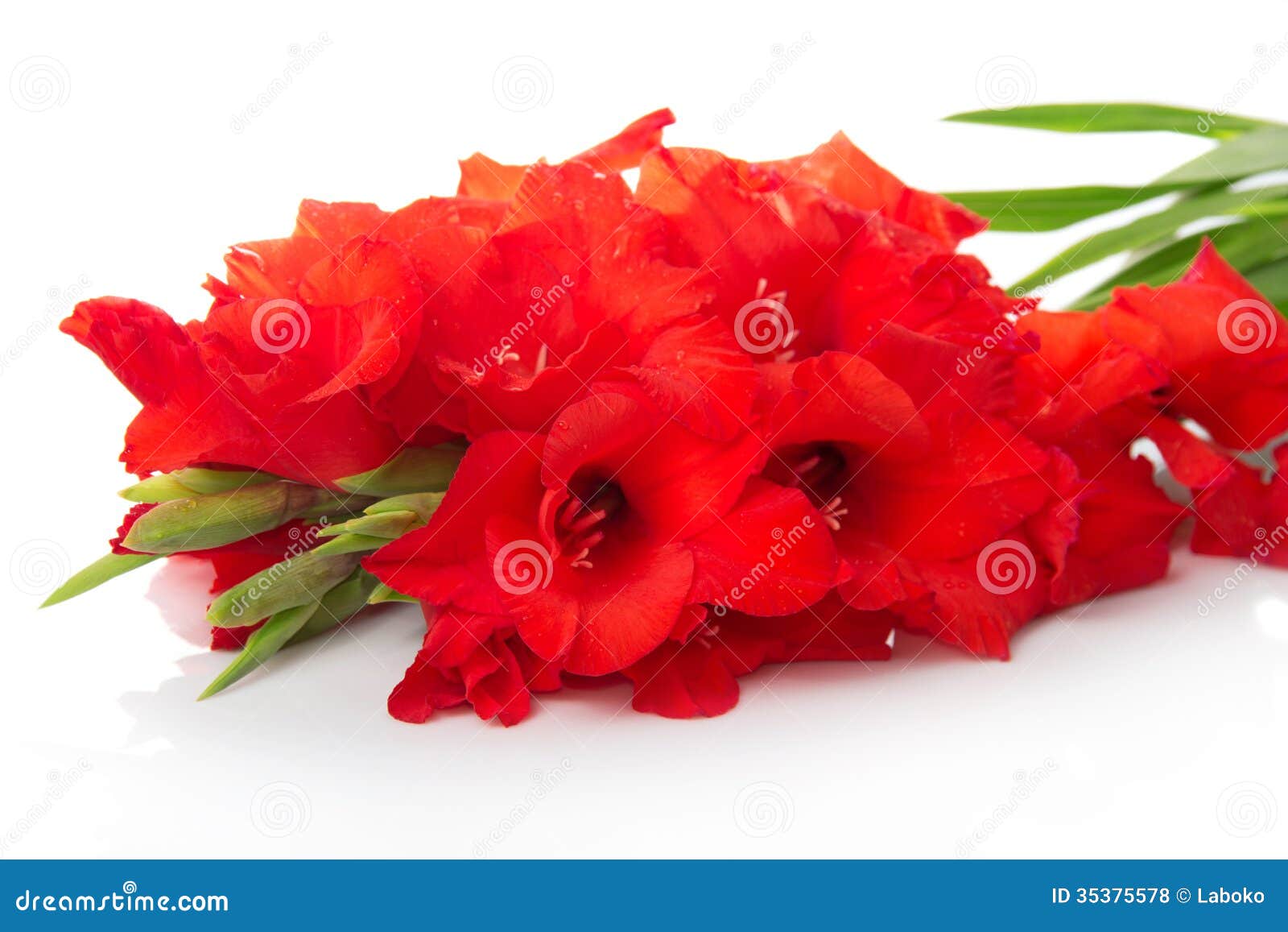 Fiori rossi fotografia stock. Immagine di rosso, composizione - 35375578