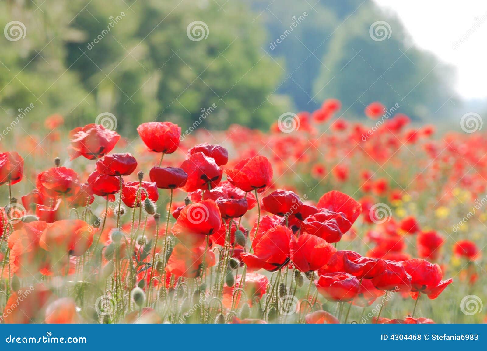 Fiori rossi fotografia stock. Immagine di ritrae, campo - 4304468