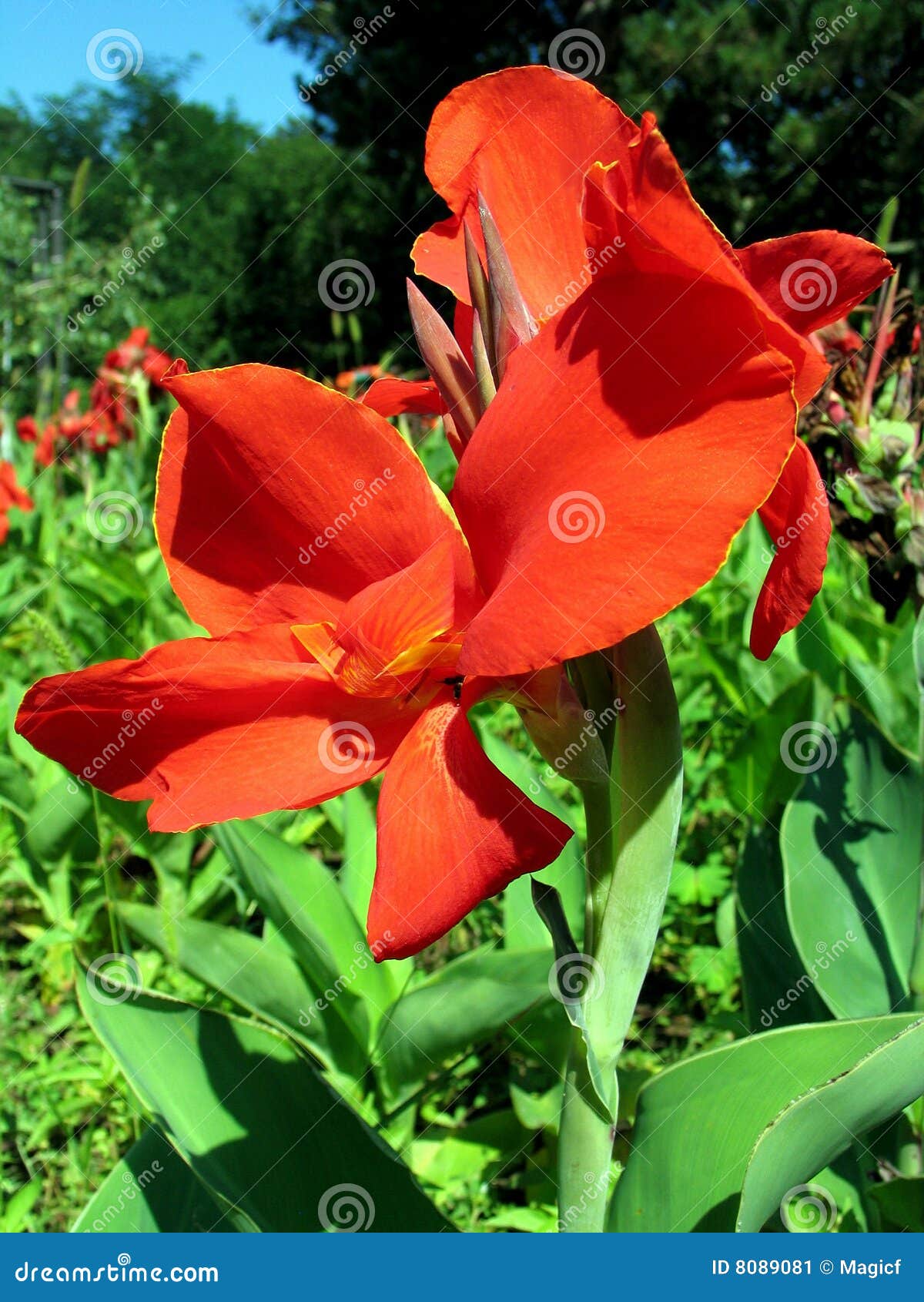 Fiori rossi immagine stock. Immagine di flora, rosso, fiore - 8089081