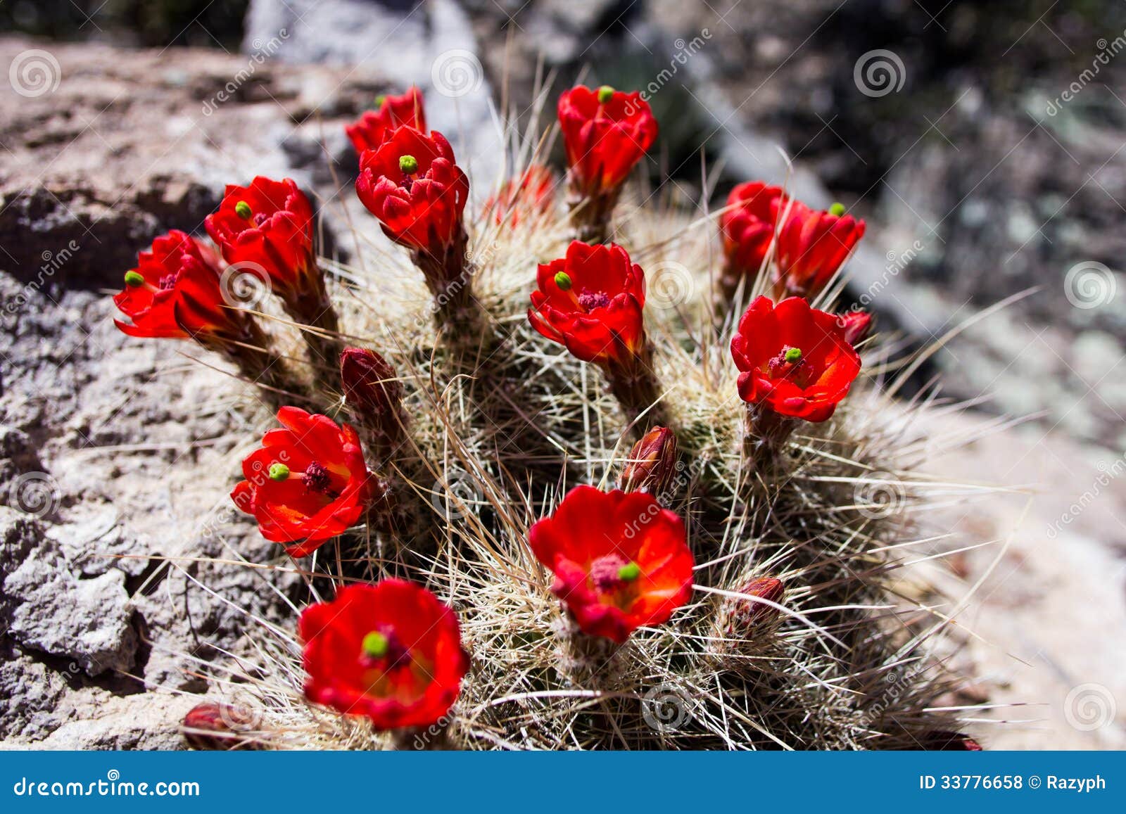 Fiori rossi del cactus fotografia stock. Immagine di roccie - 33776658