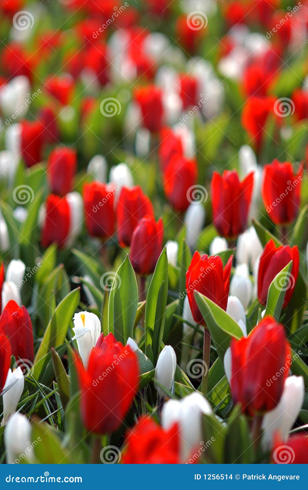 Fiori rossi e bianchi fotografia stock. Immagine di colori - 1256514