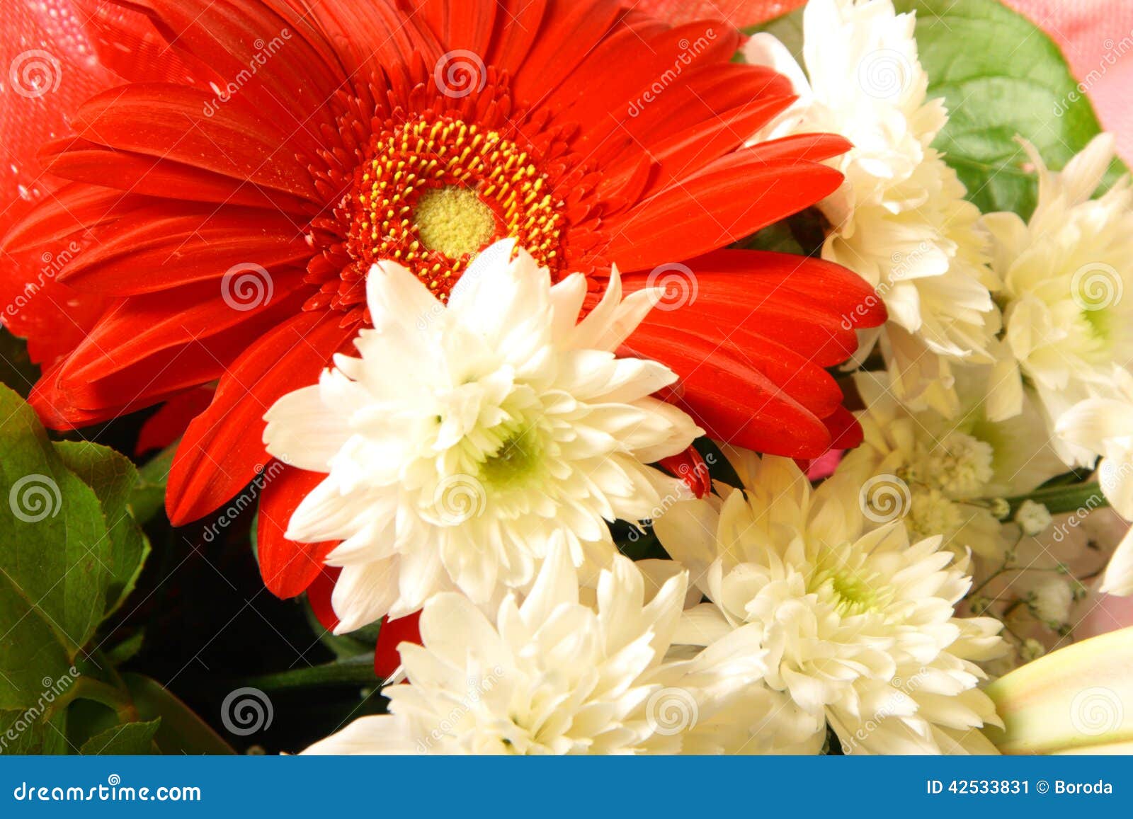 Fiori rossi e bianchi immagine stock. Immagine di nave - 42533831