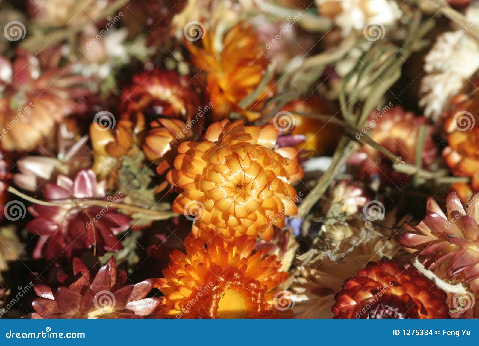 Fiori secchi fotografia stock. Immagine di festa, floreale - 1275334