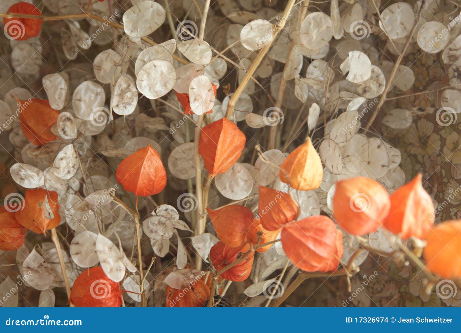 Fiori secchi fotografia stock. Immagine di decorativo - 17326974