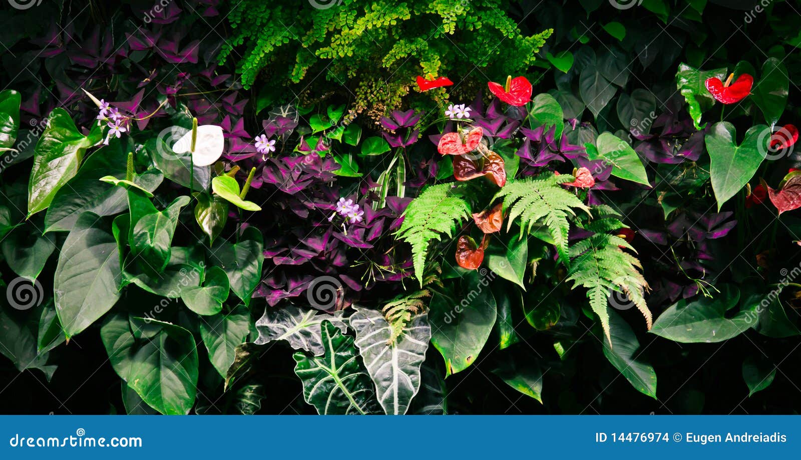 Fiori tropicali fotografia stock. Immagine di colore - 14476974