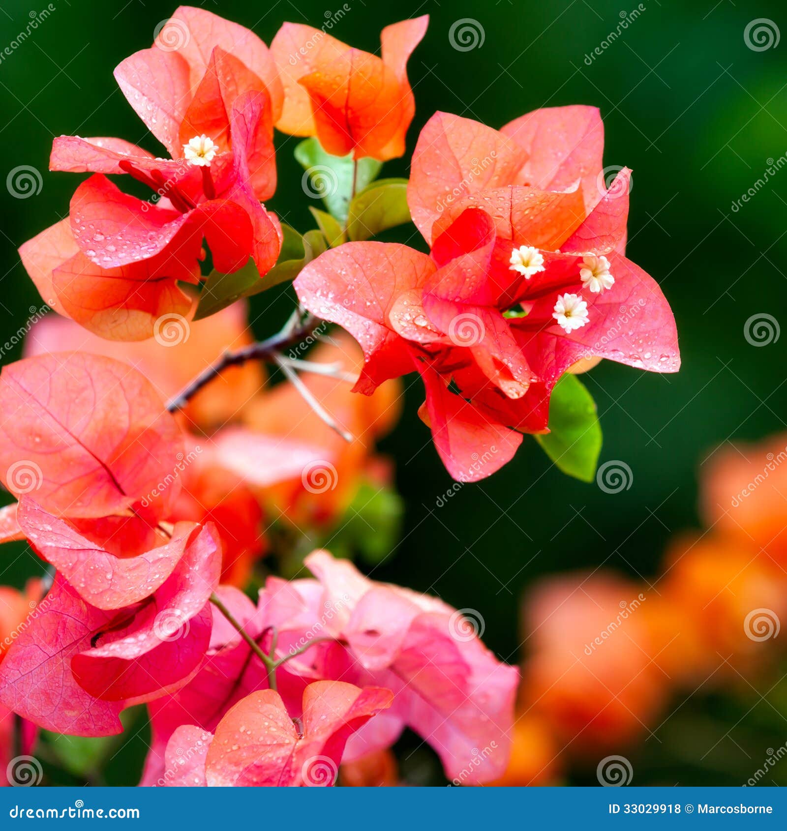 Fiori tropicali fotografia stock. Immagine di vegetazione - 33029918