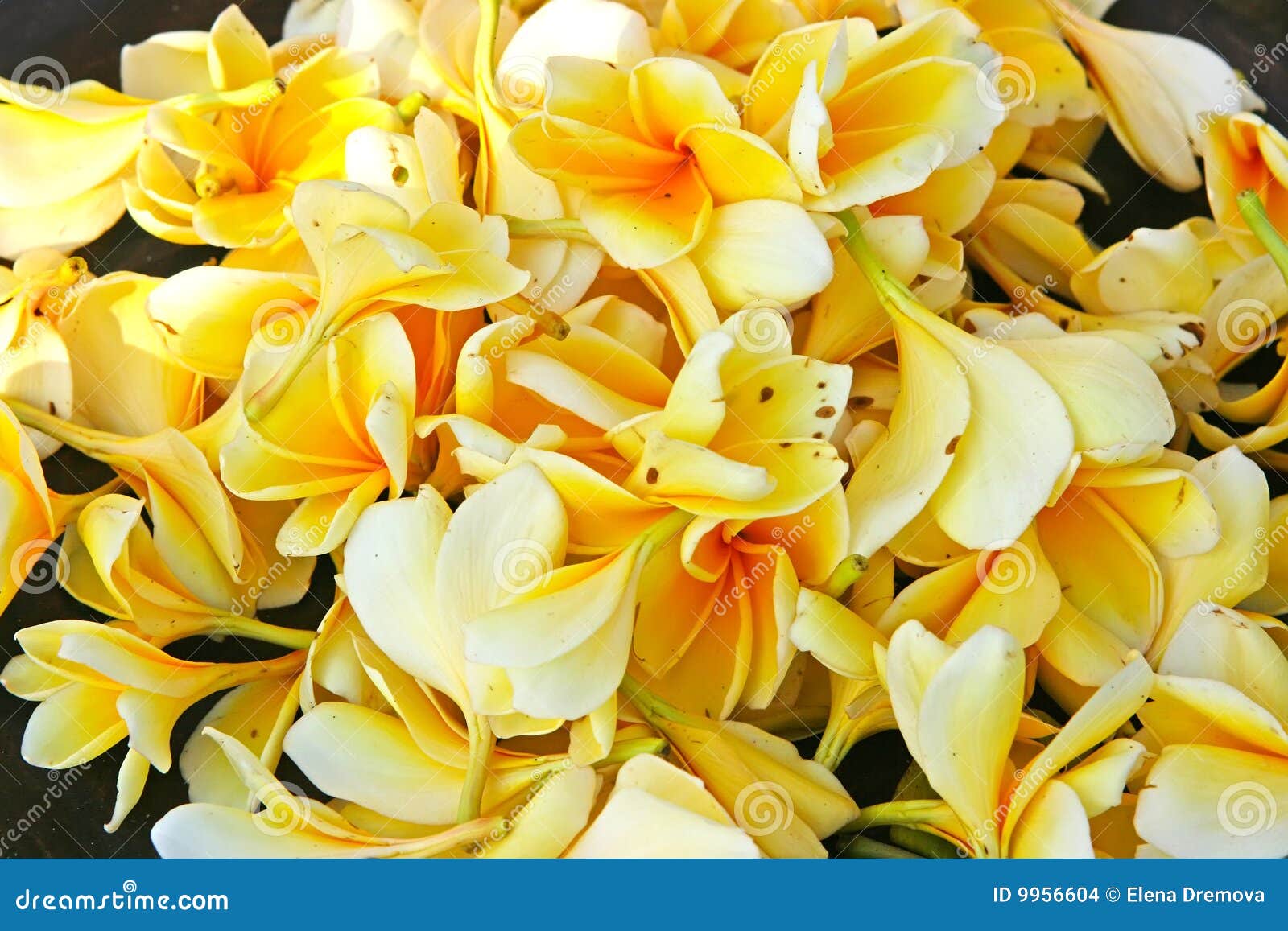 Fiori tropicali gialli fotografia stock. Immagine di nave - 9956604