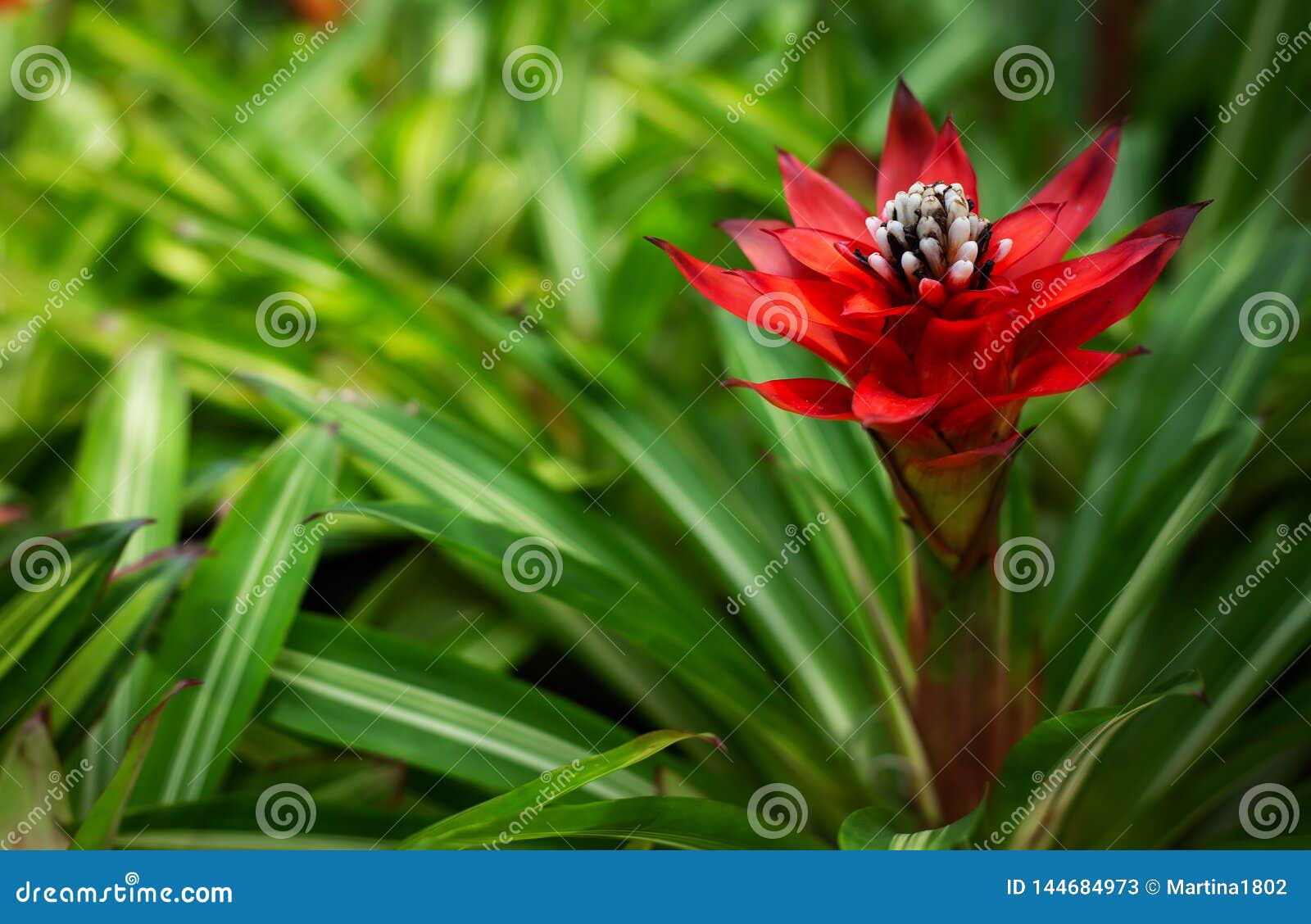 Fiori Tropicali Rossi, Tailandia Immagine Stock - Immagine di nave ...