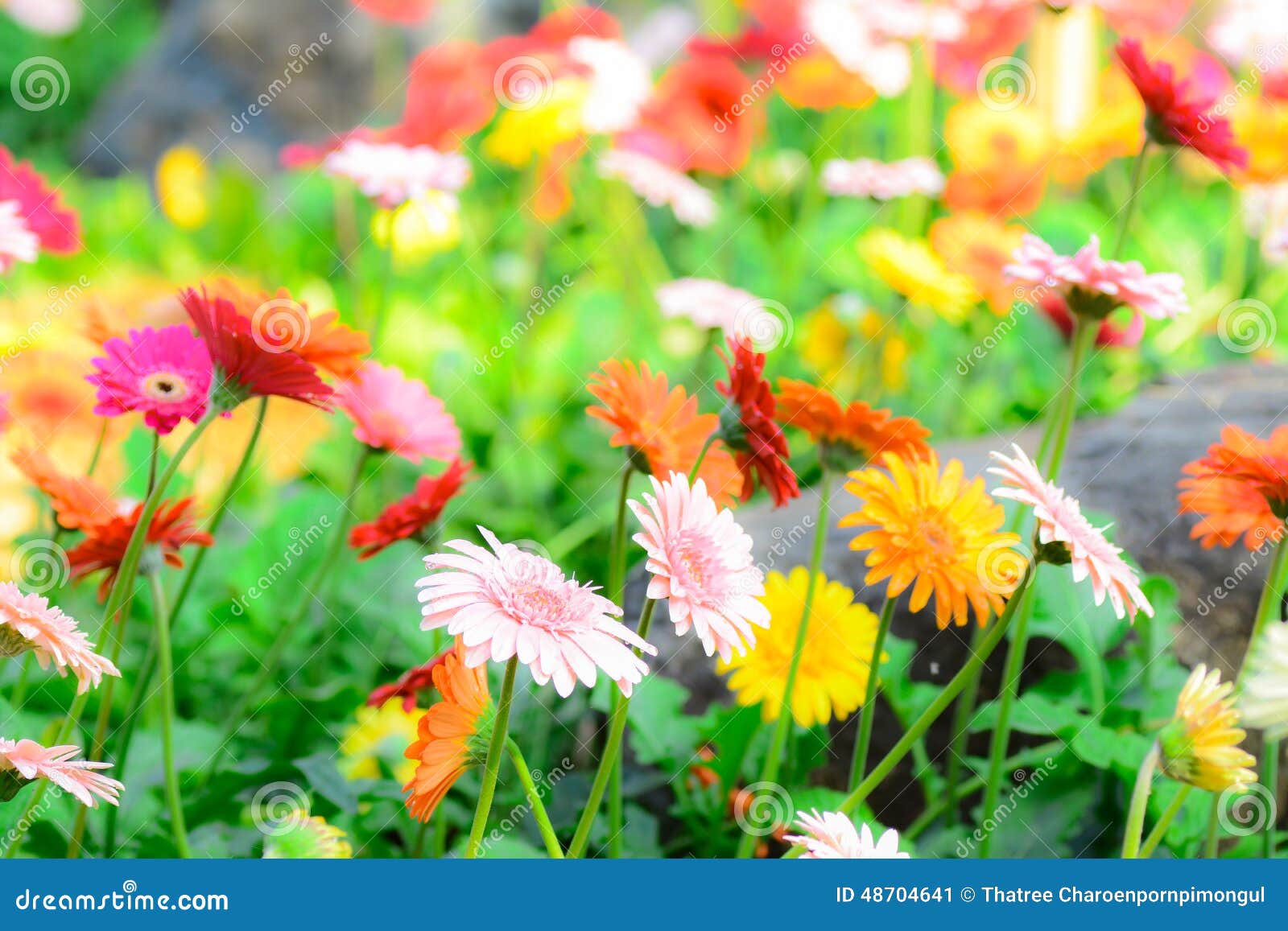 Fiori Variopinti Della Gerbera Su Un Prato Immagine Stock - Immagine di ...