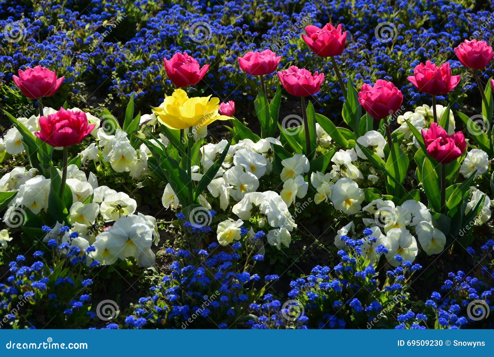 Fiori Variopinti Della Molla - Quello Unico Fotografia Stock - Immagine ...