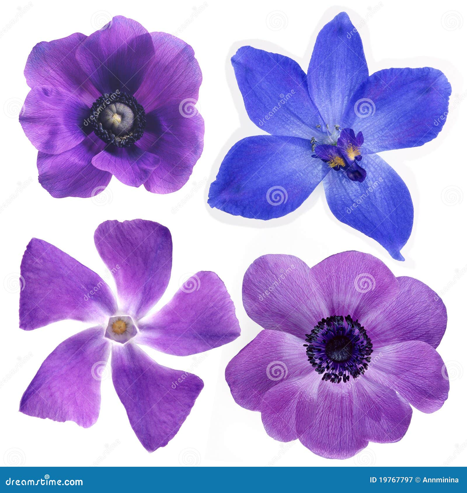 Fiori viola immagine stock. Immagine di singapore, romanzesco - 19767797