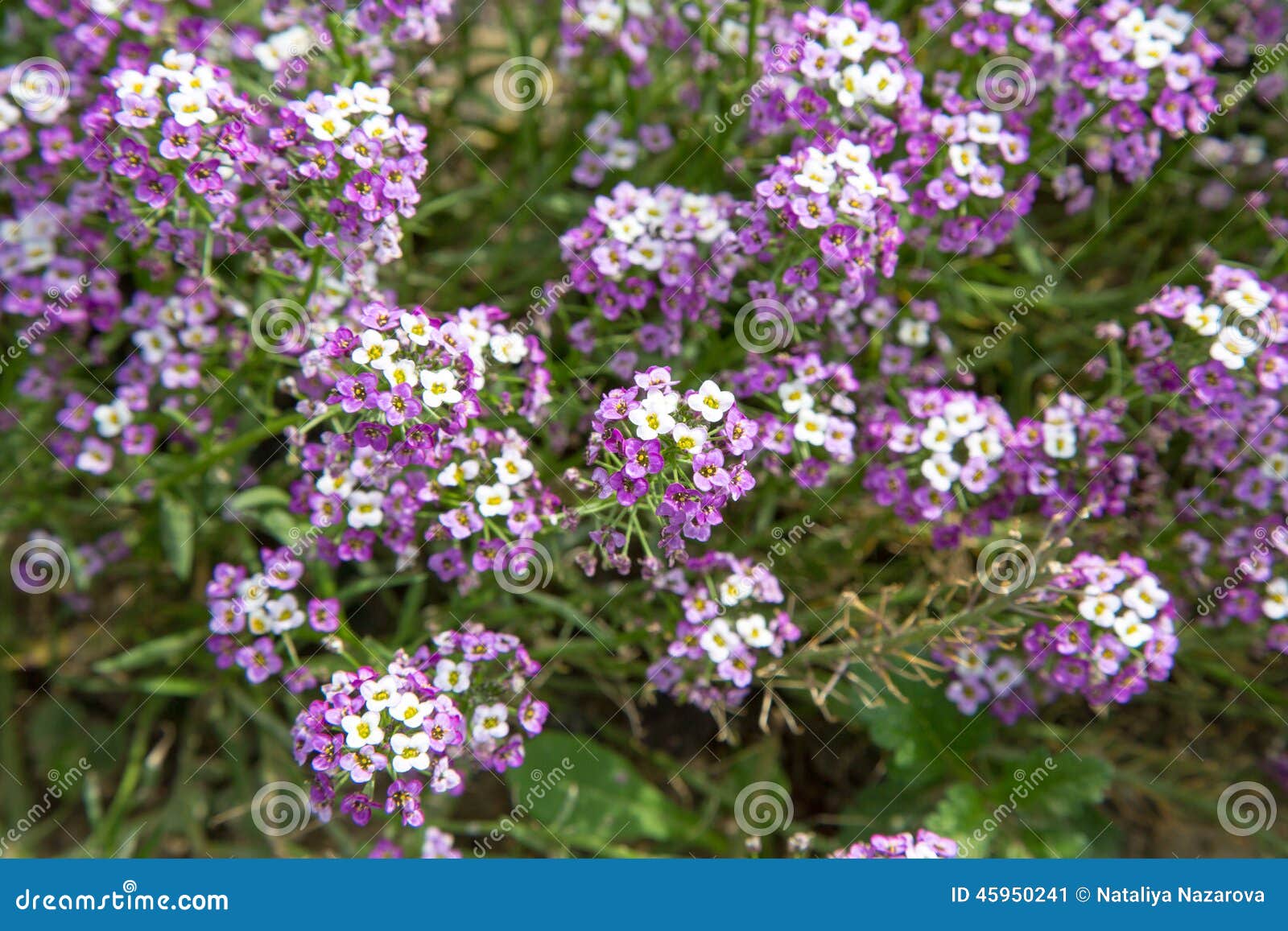 Fiori viola immagine stock. Immagine di bellezza, nave - 45950241