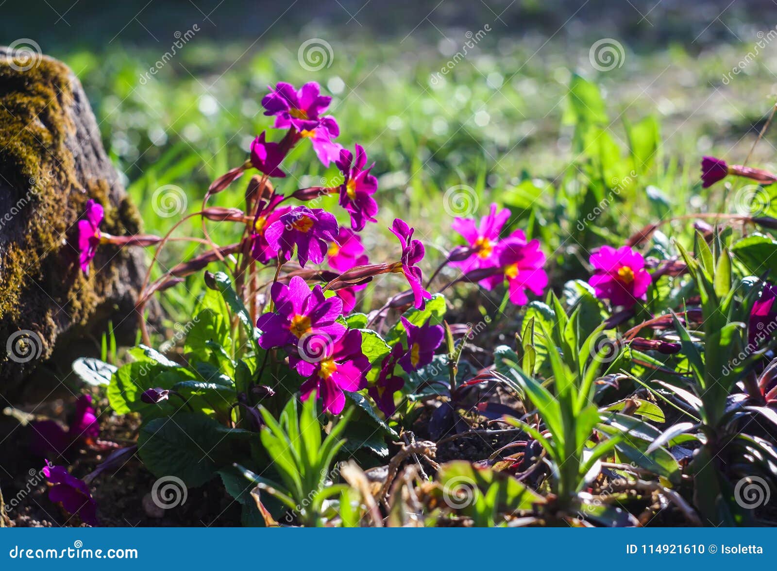 Fiori viola del Primula fotografia stock. Immagine di colore - 114921610