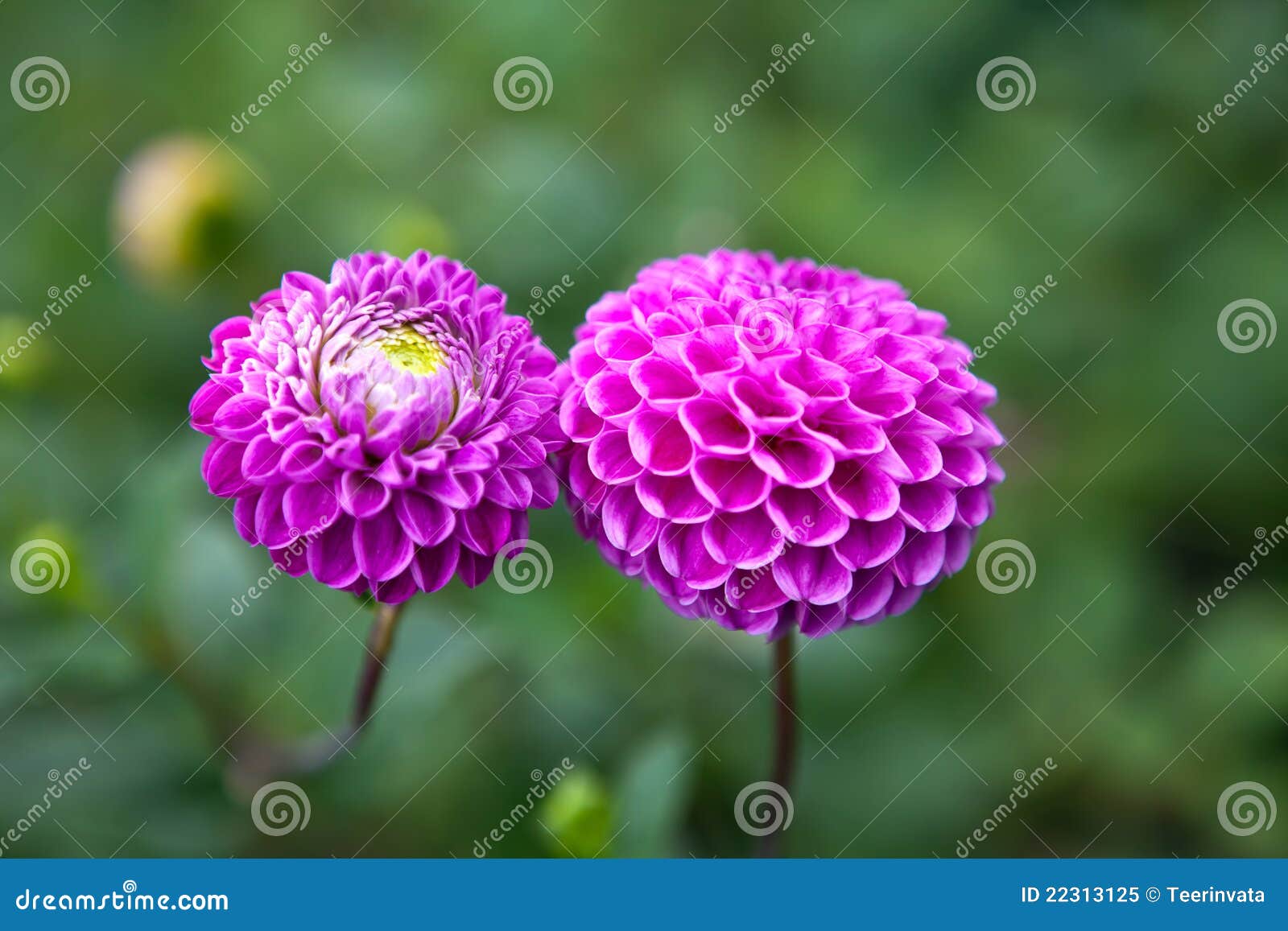 Fiori viola della dalia immagine stock. Immagine di fiore - 22313125