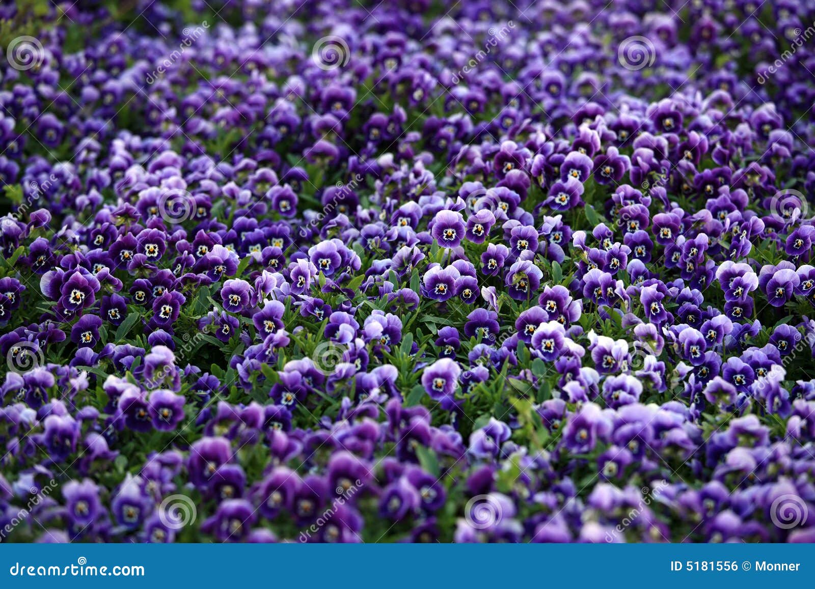 Fiori viola della viola fotografia stock. Immagine di stagionale - 5181556