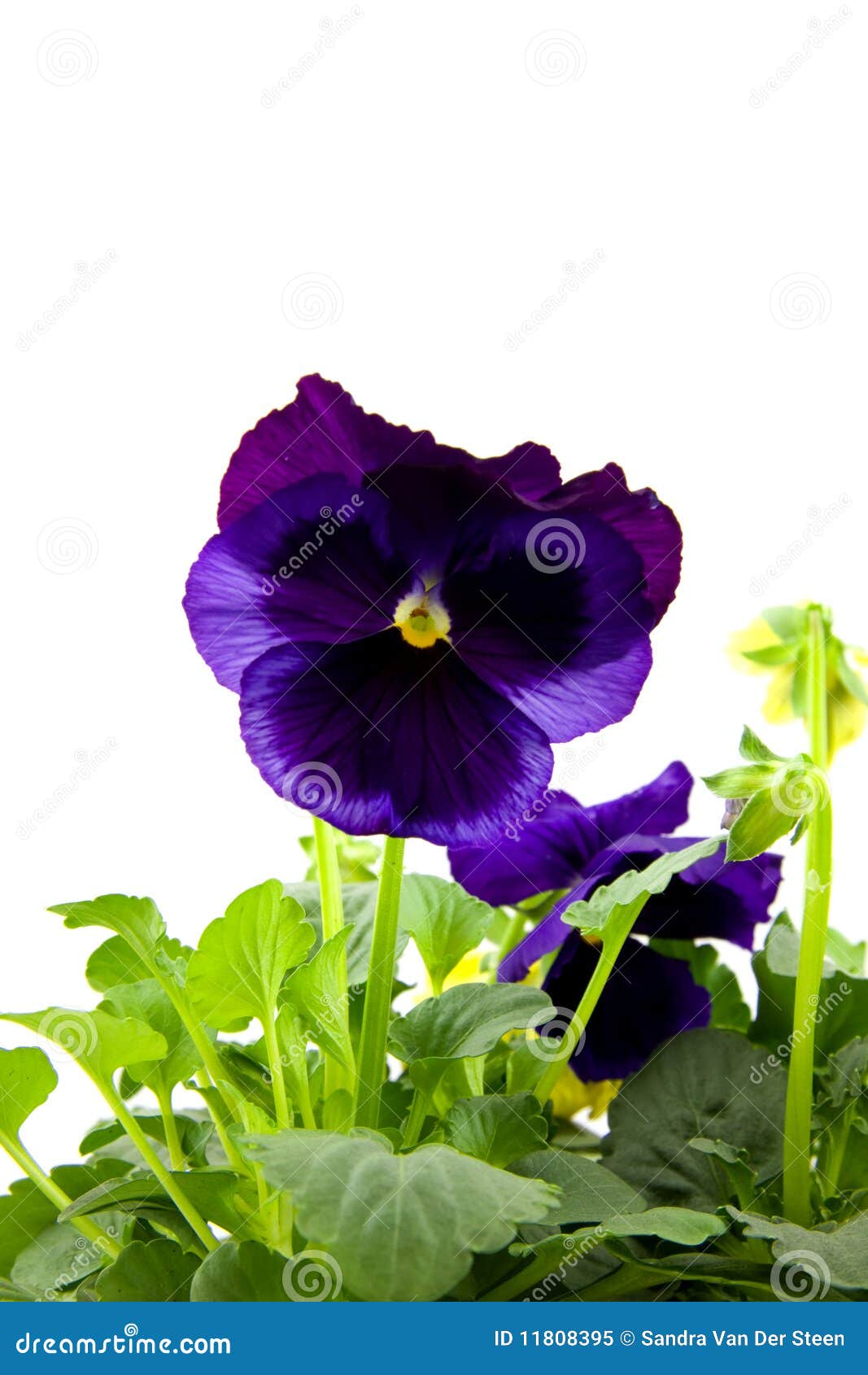 Fiori Viola Della Viola in Primo Piano Immagine Stock - Immagine di ...