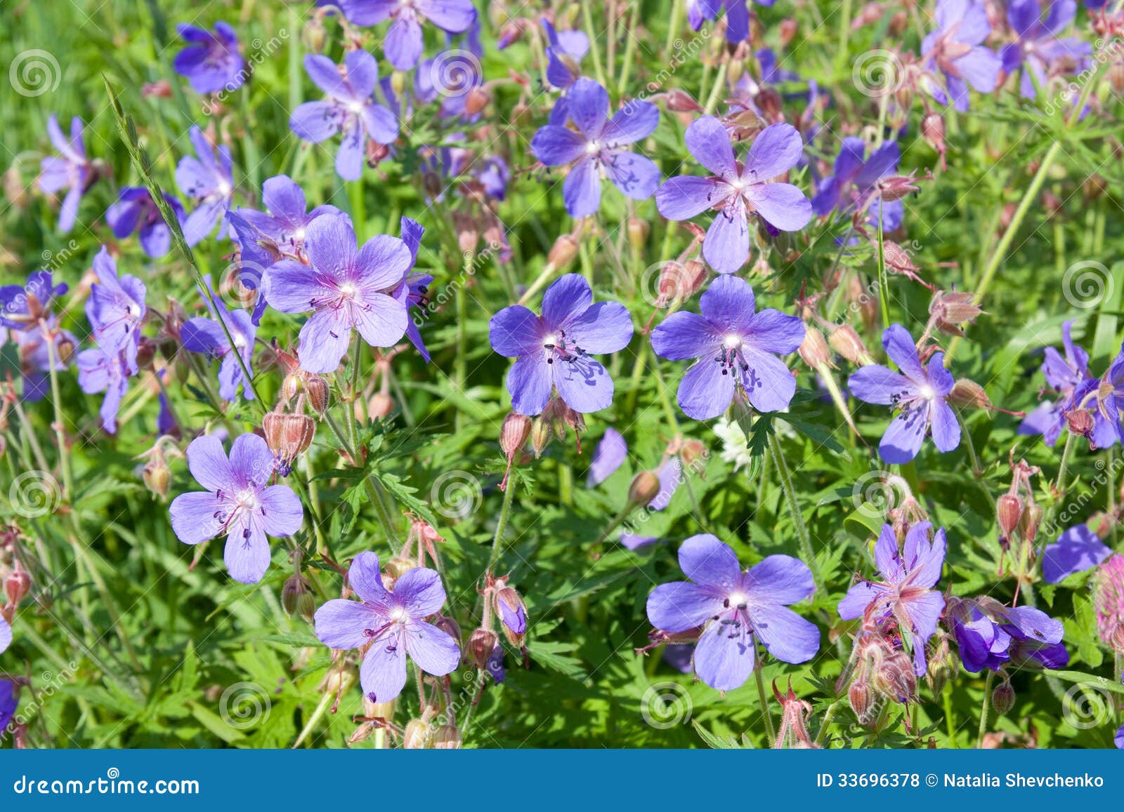Fiori Viola, Pratense Del Geranio Fotografia Stock - Immagine di fiori ...