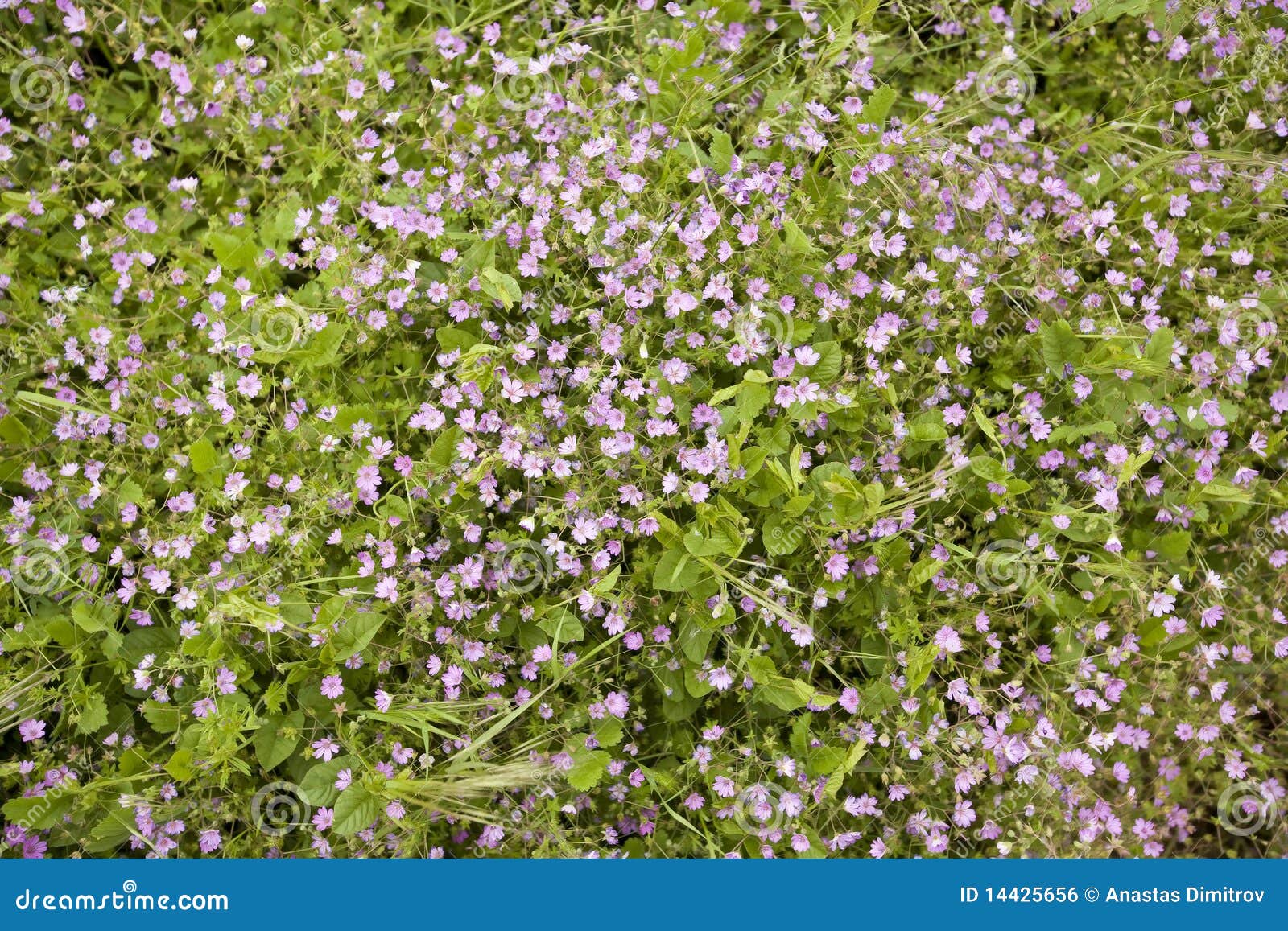 Fiori Viola Selvaggi in Un Prato Fotografia Stock - Immagine di viola ...